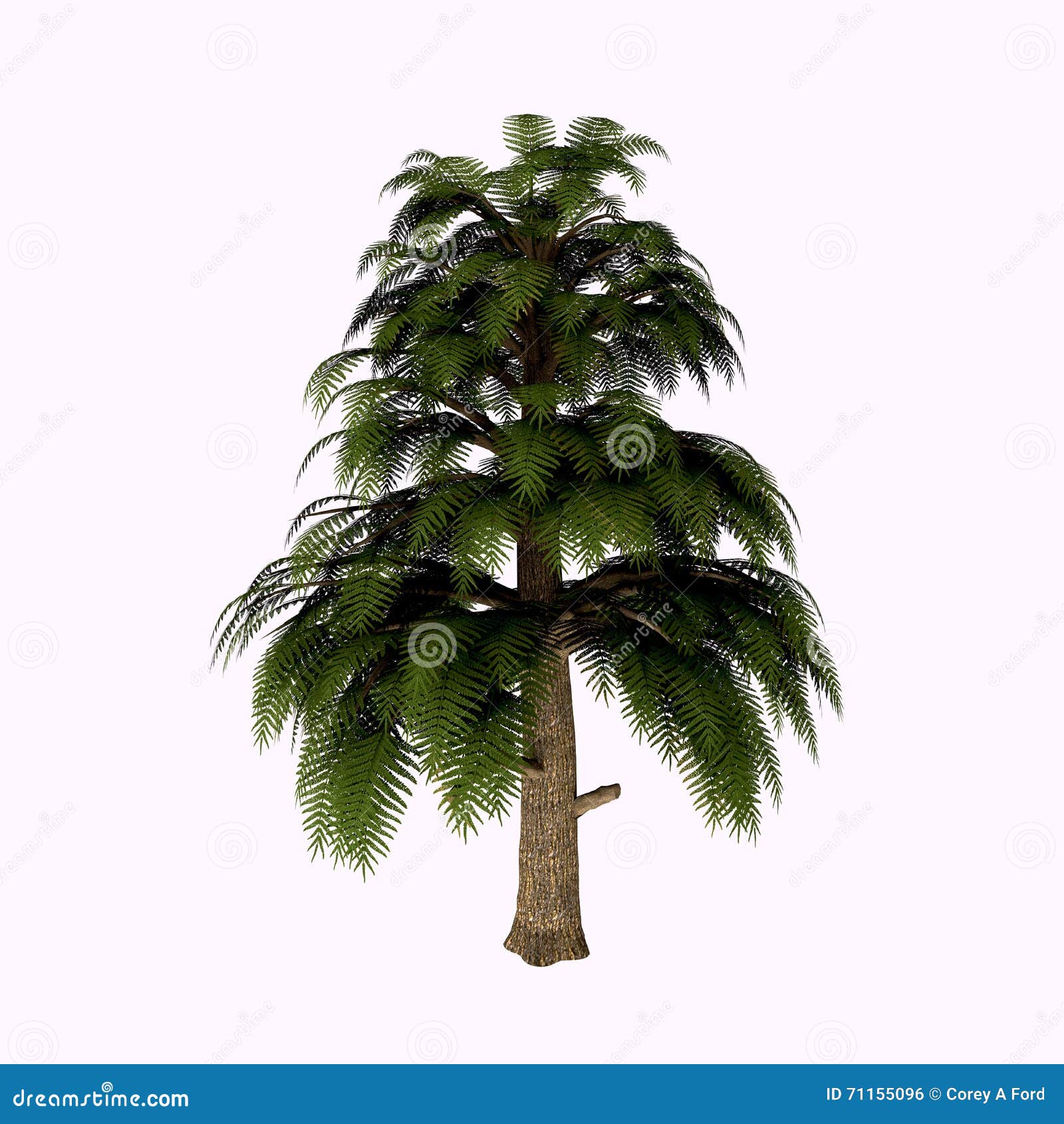 Árbol de Archaeopteris stock de ilustración. Ilustración de cubo - 71155096