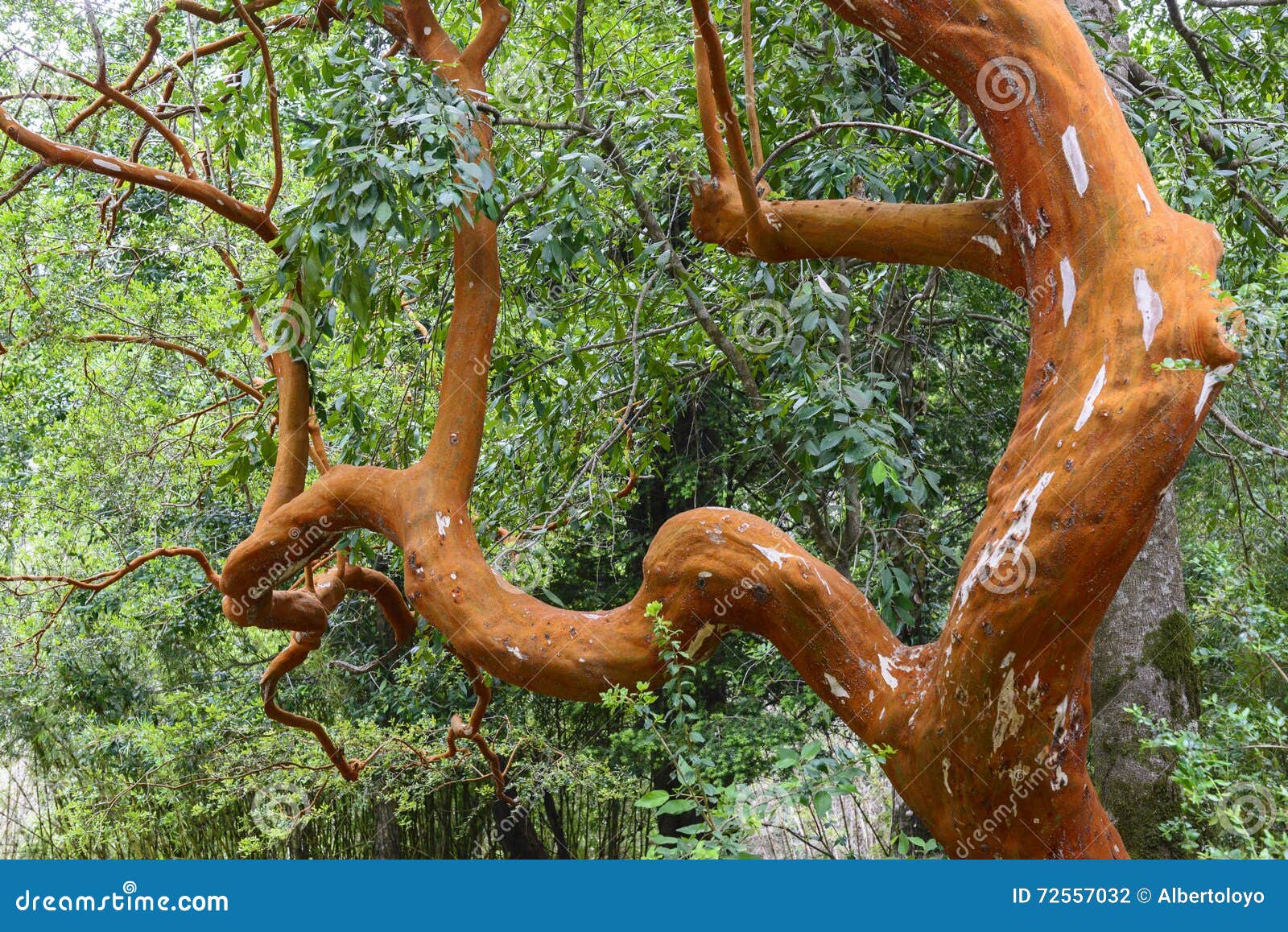 Árbol De Arrayan En El Parque Nacional De Huerquehue, Chile Foto de ...