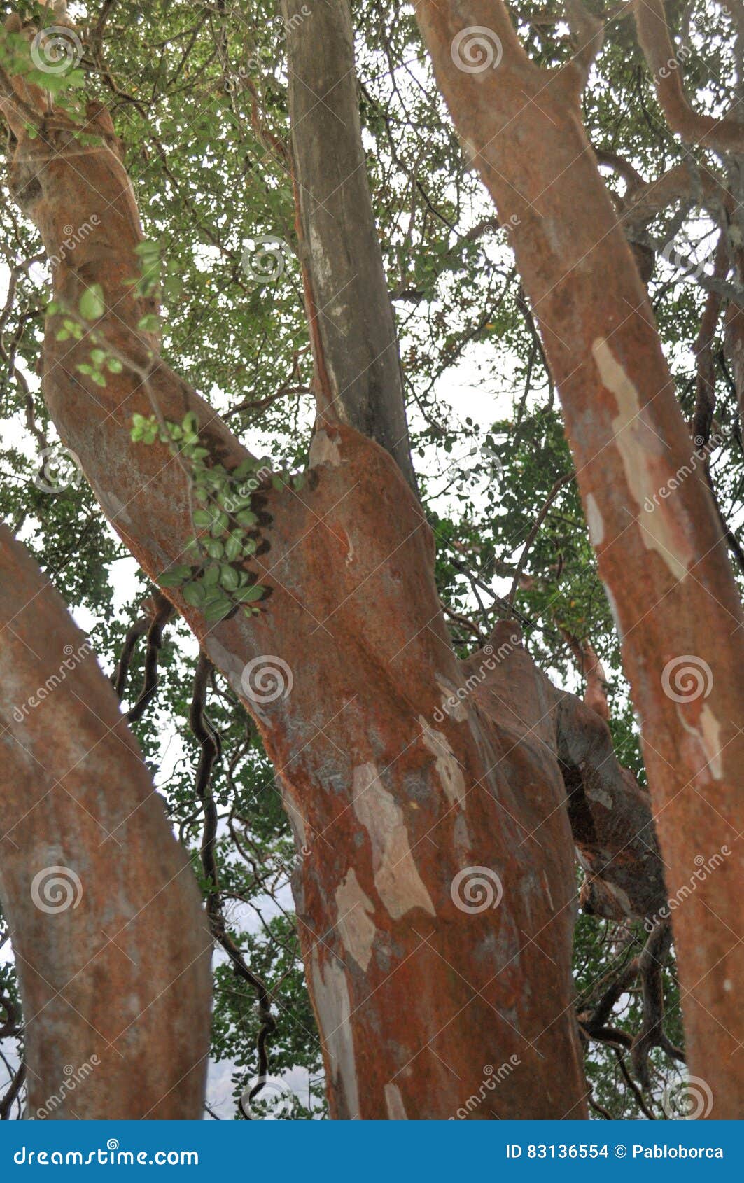 Árbol De Arrayan En La Patagonia, La Argentina Foto de archivo - Imagen ...