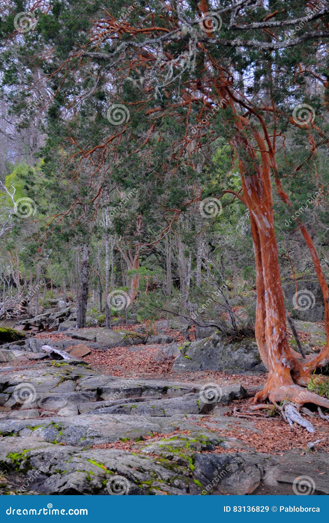 Árbol De Arrayan En La Patagonia, La Argentina Imagen de archivo ...
