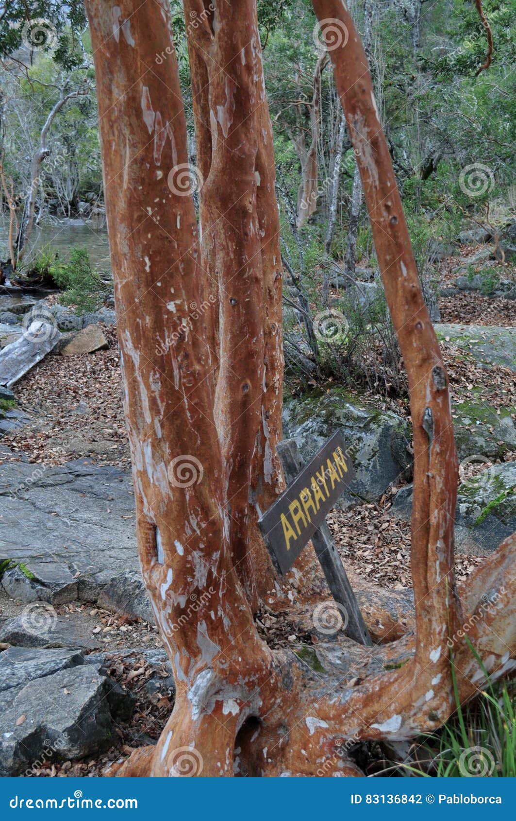 Árbol De Arrayan En La Patagonia, La Argentina Foto de archivo - Imagen ...