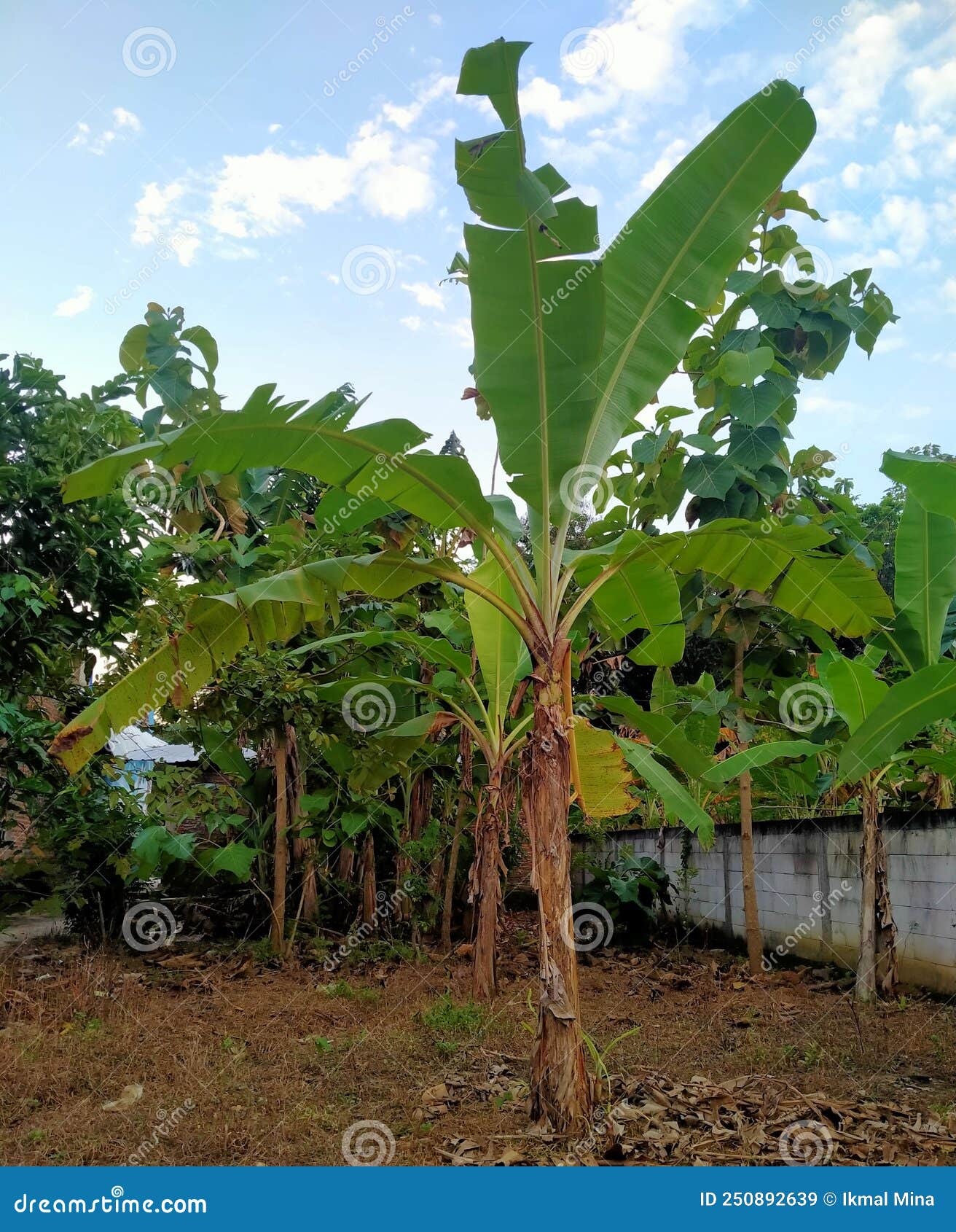 árbol de banano verde imagen de archivo. Imagen de alimento - 250892639