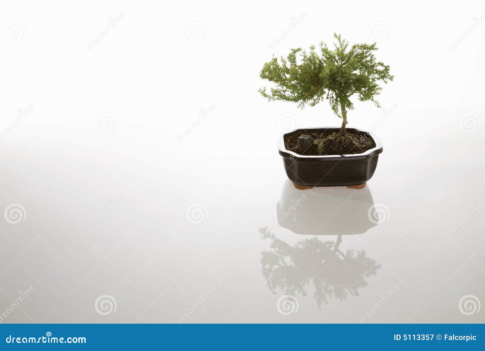 Árbol De Bonasi Imagen. Imagen: 5113357