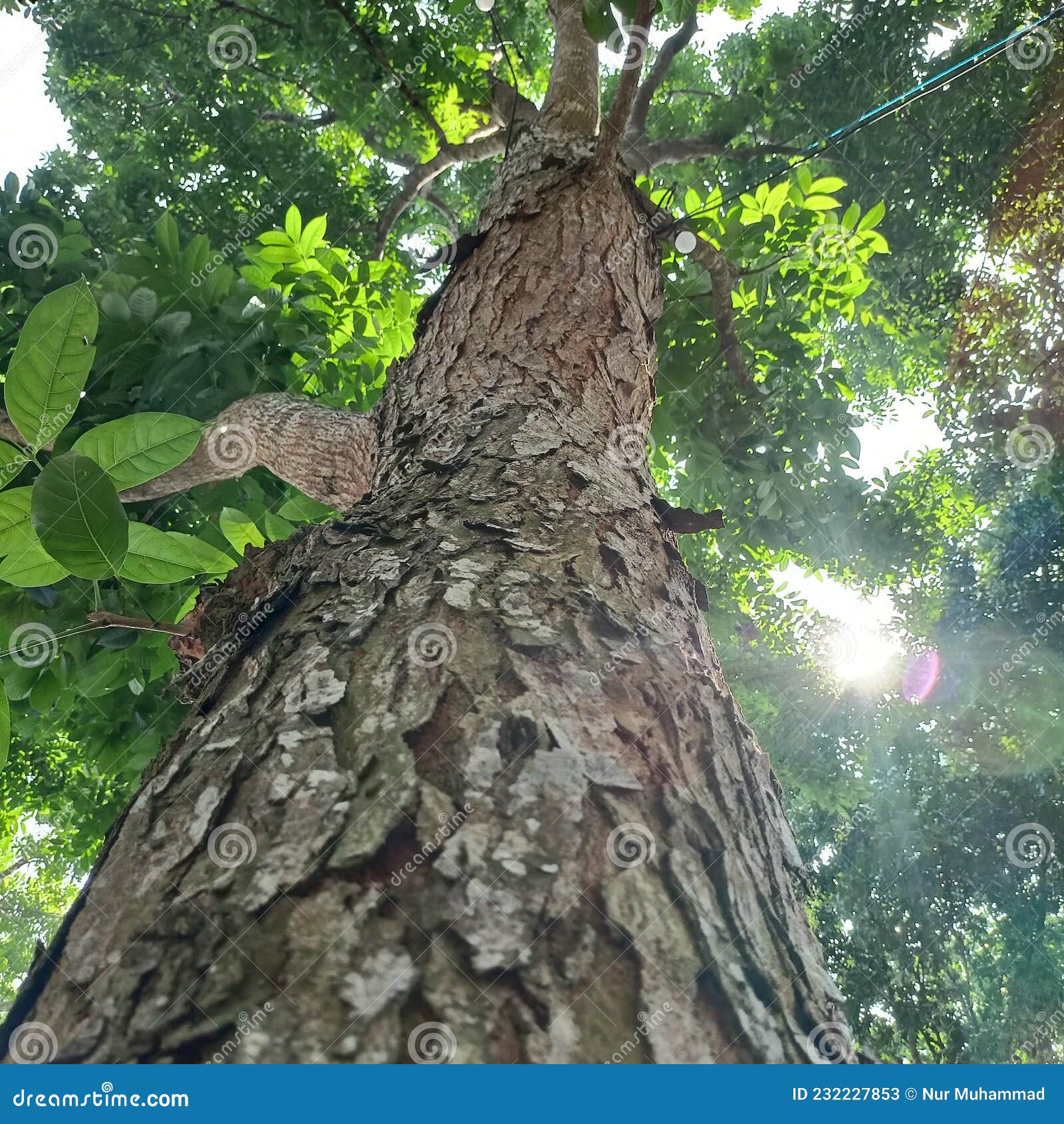 árbol de caoba fresco imagen de archivo. Imagen de fresco - 232227853