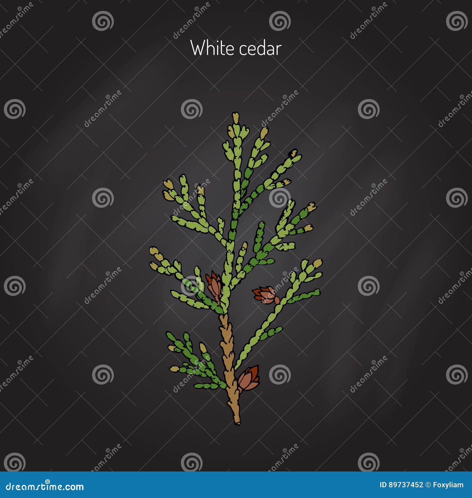 Árbol de cedro blanco ilustración del vector. Ilustración de madera ...