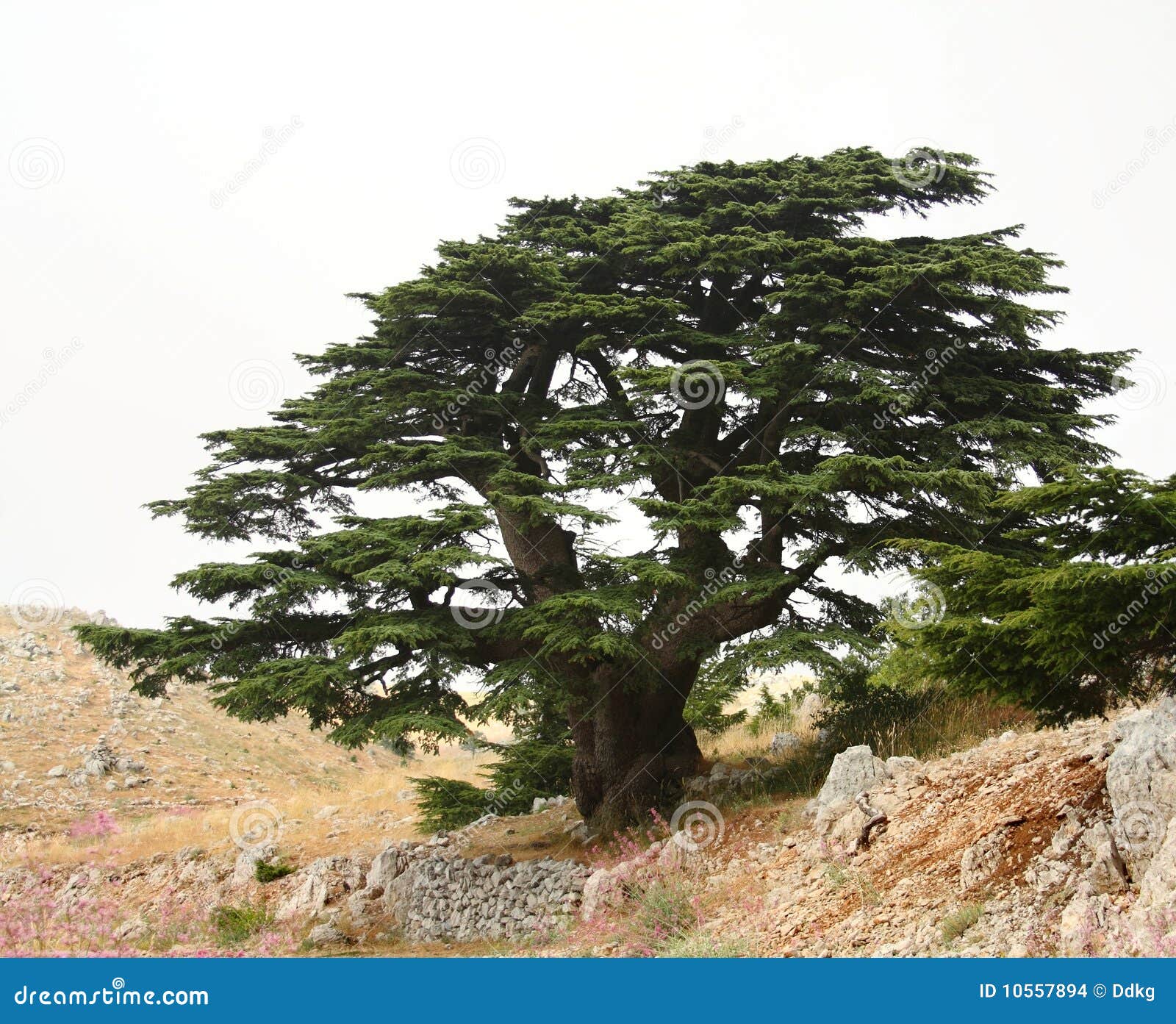 Árbol de cedro, Líbano foto de archivo. Imagen de copia - 10557894