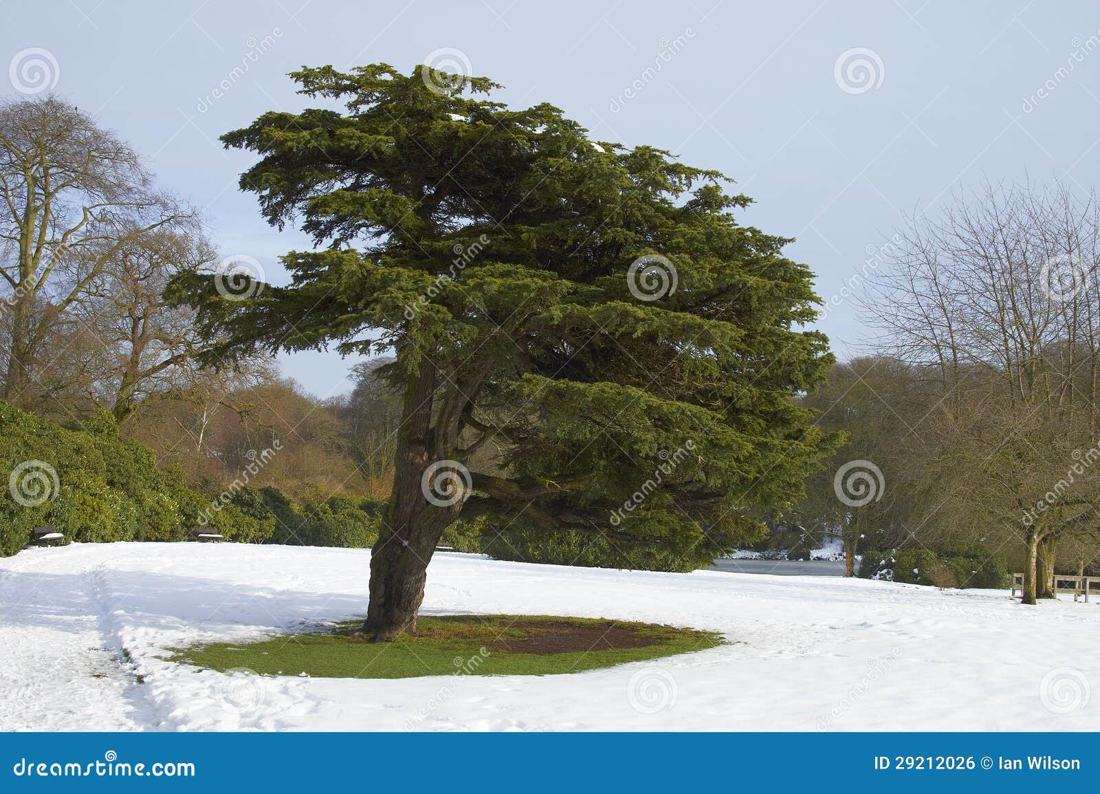 Árbol De Cedro (libani Del Cedrus) Foto de archivo - Imagen de grande ...