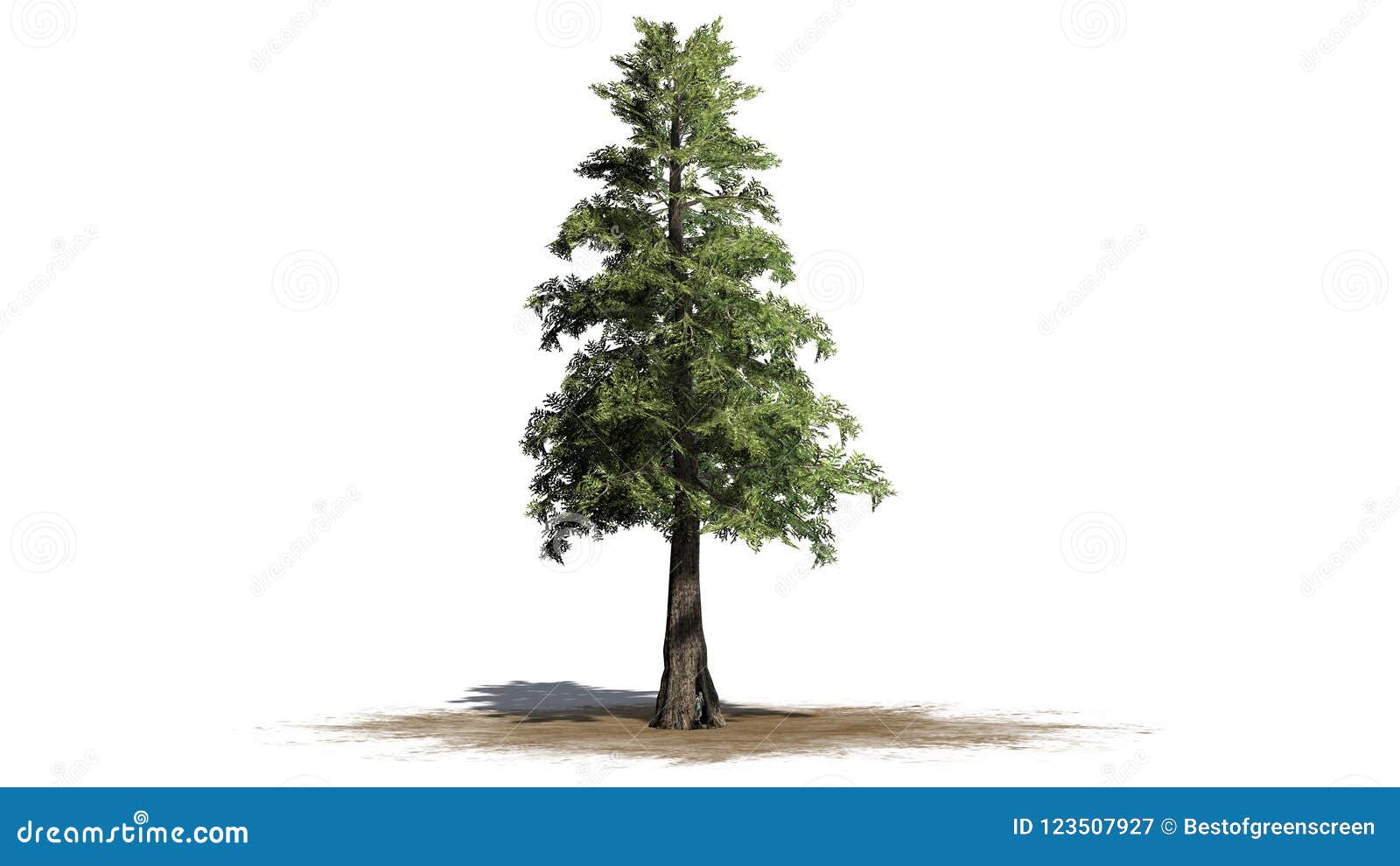 Cedro Ilustraciones Stock, Vectores, Y Clipart – (5,710 Ilustraciones ...