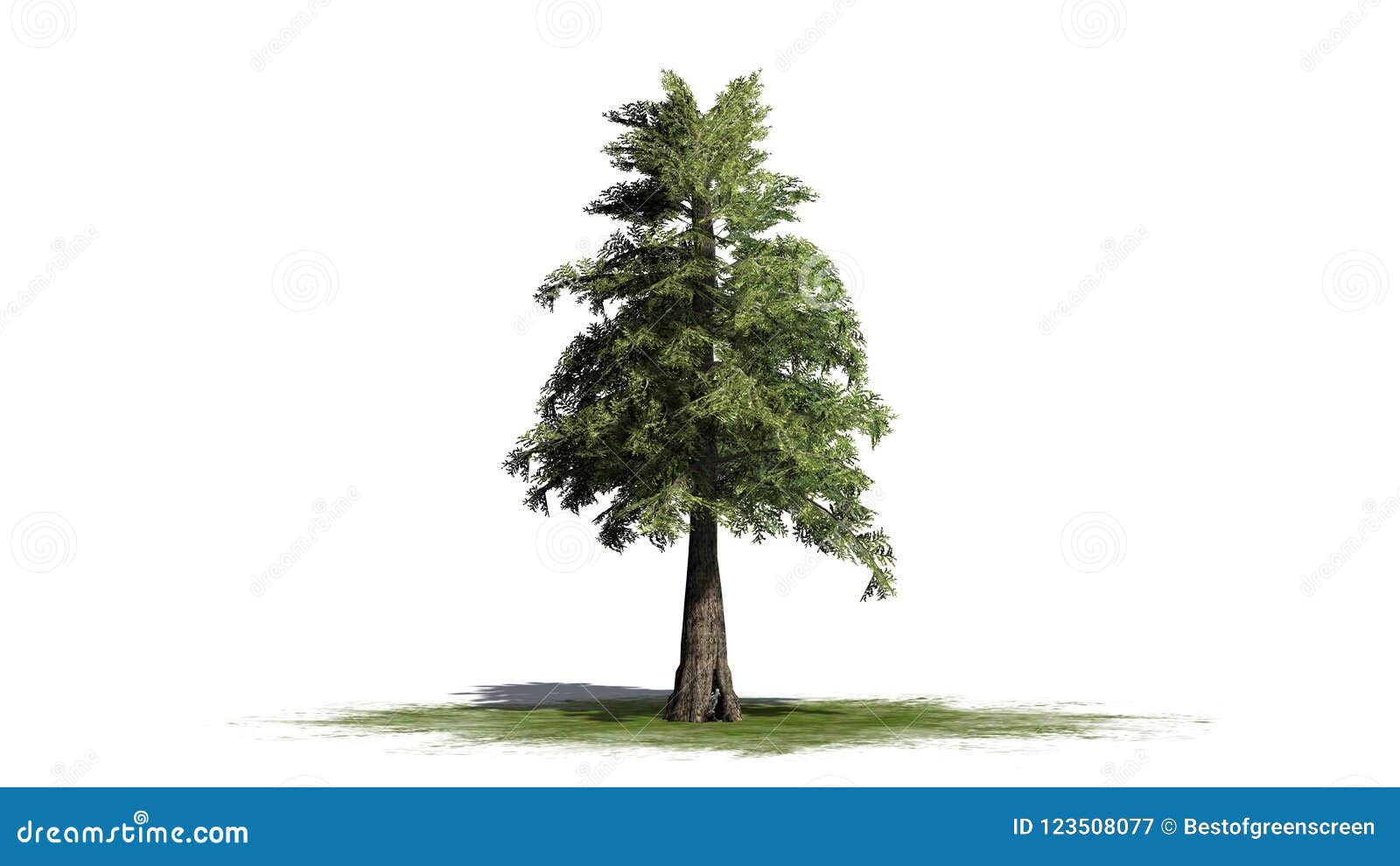 Árbol De Cedro De Rojo Occidental Stock de ilustración - Ilustración de ...