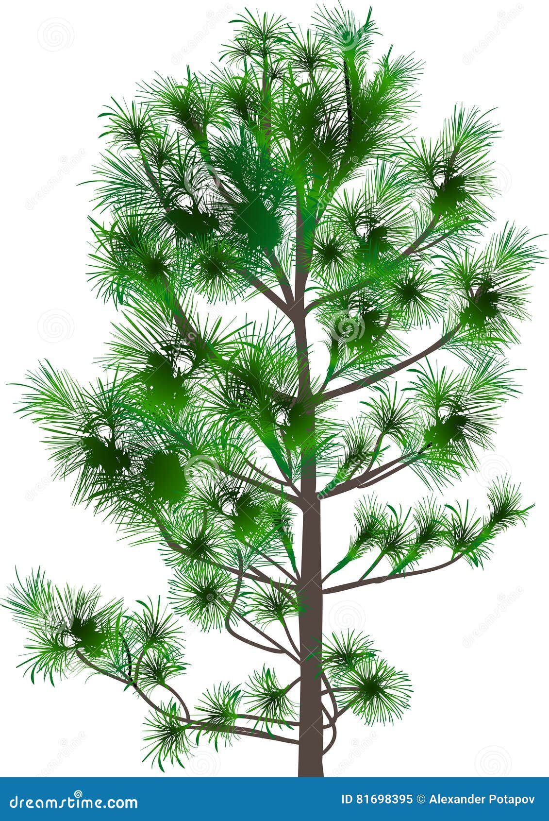 Árbol De Cedro Verde Aislado En Blanco Ilustración del Vector ...