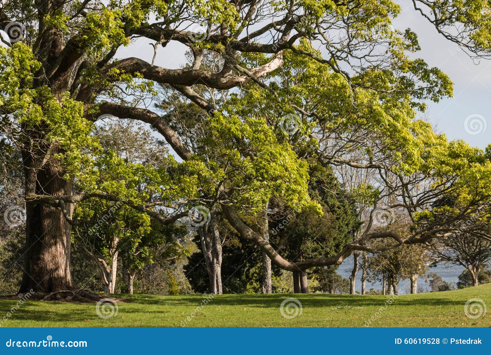Árbol De Ceniza Que Crece En Parque Foto de archivo - Imagen de hojas ...