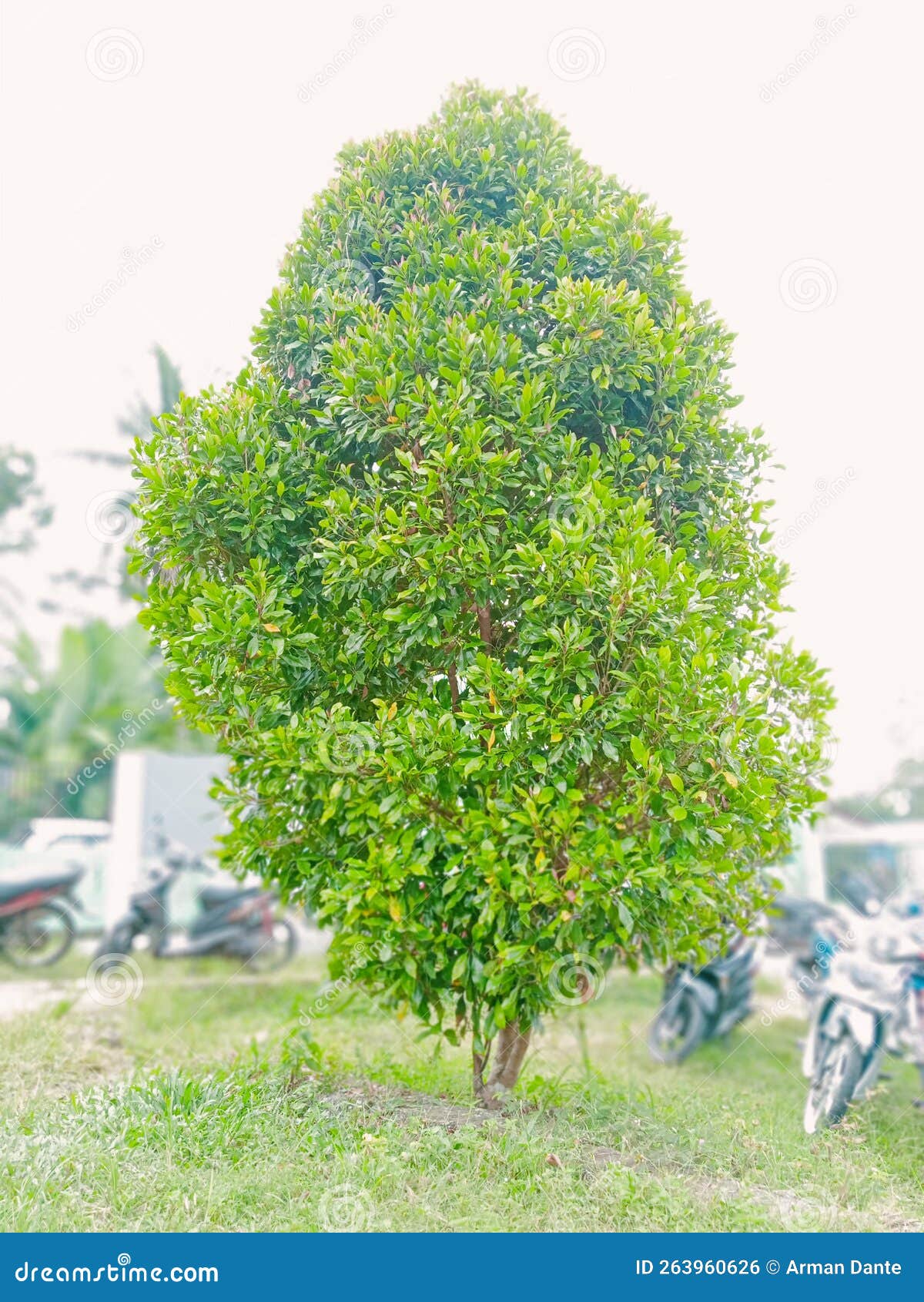 árbol de clavos foto de archivo. Imagen de planta, producto - 263960626