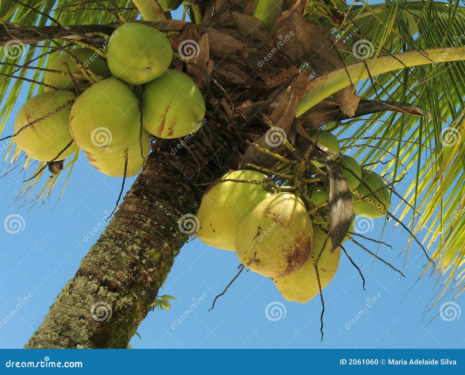 Árbol de coco - 2 foto de archivo. Imagen de cubo, paquete - 2061060