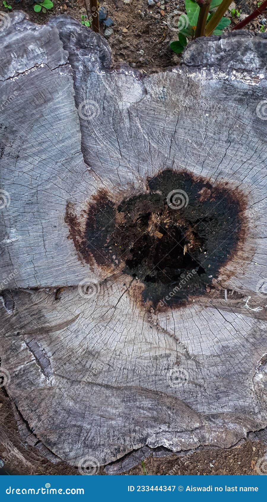 árbol de coco talado imagen de archivo. Imagen de insecto - 233444347