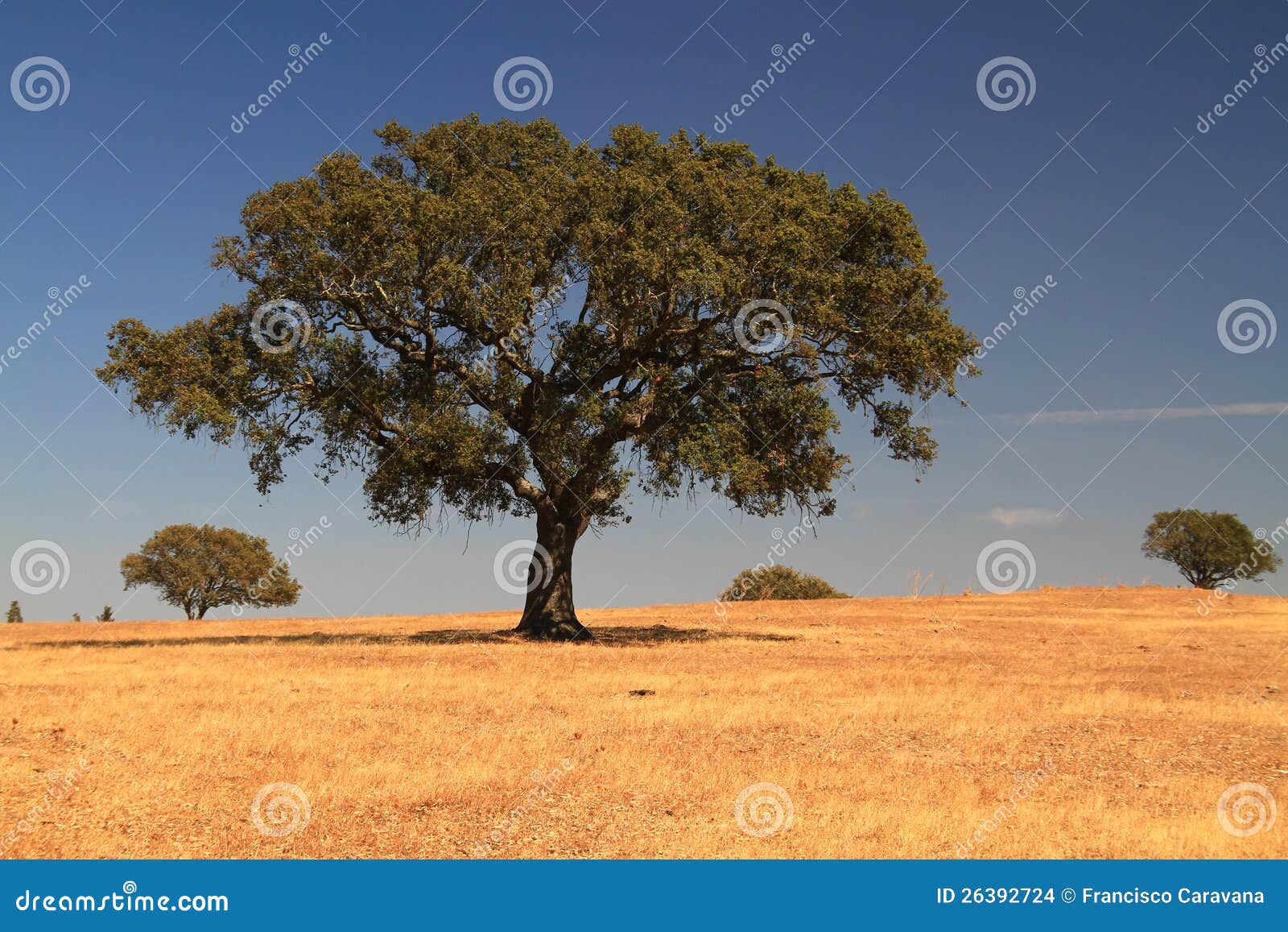 Árbol de corcho foto de archivo. Imagen de granja, exterior - 26392724
