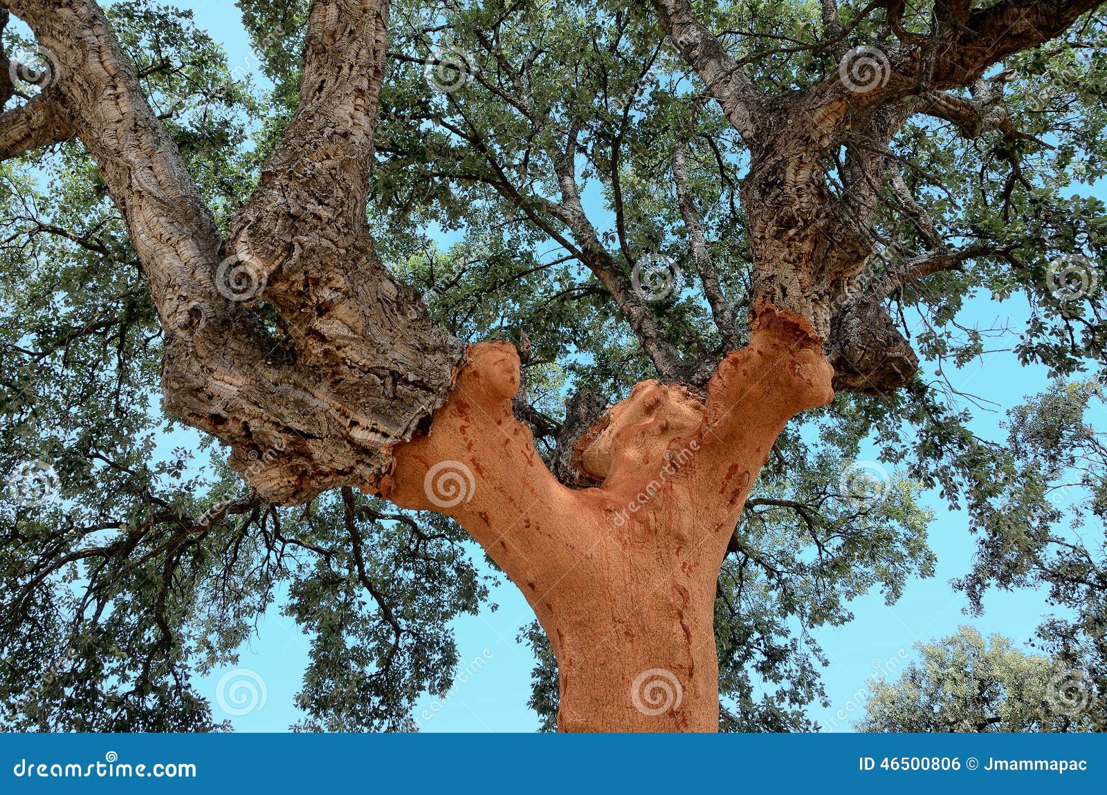 Árbol de corcho foto de archivo. Imagen de madera, agricultura - 46500806
