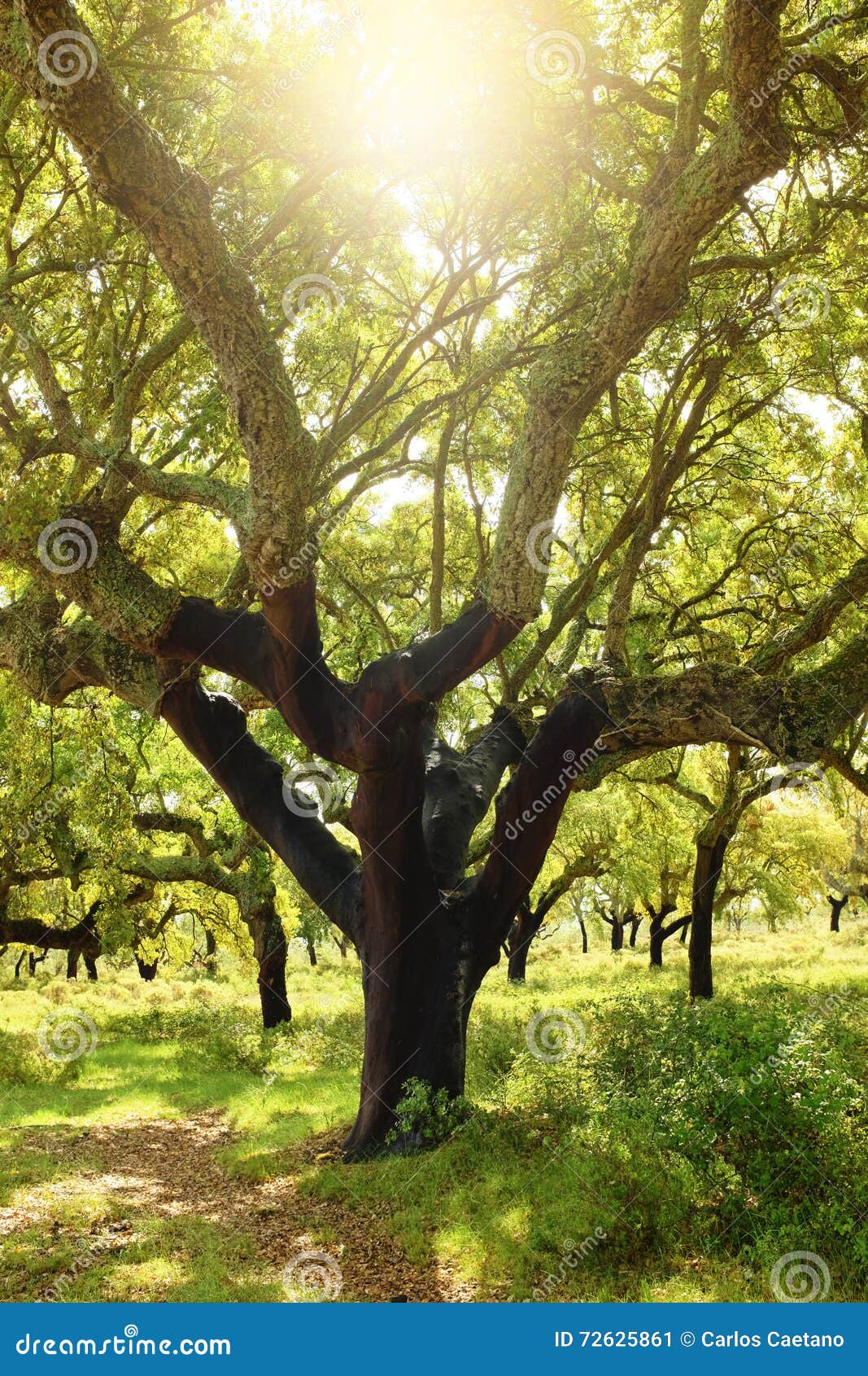 Árbol de corcho imagen de archivo. Imagen de ambiente - 72625861