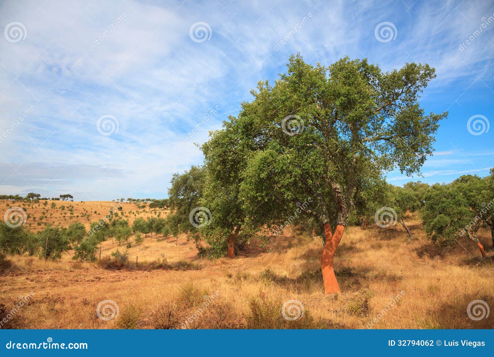 Árbol De Corcho Pelado Nuevamente Foto de archivo - Imagen de corcho ...