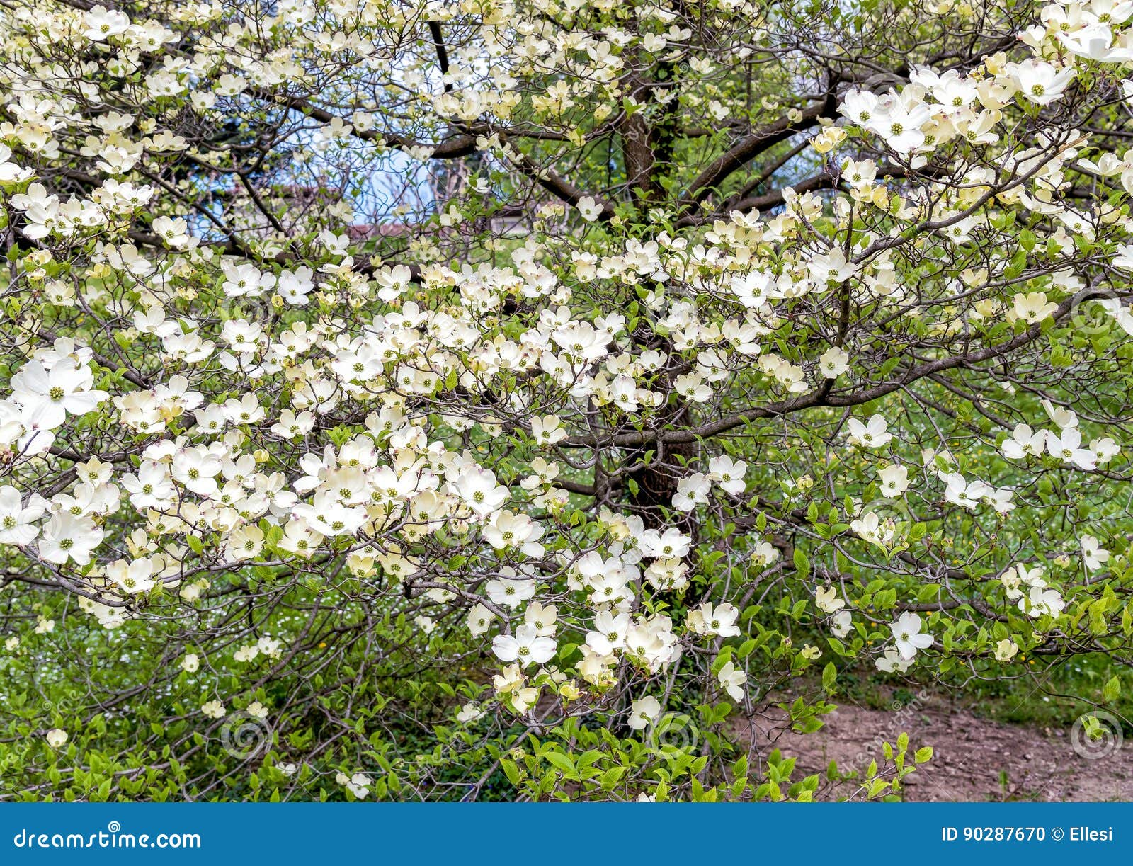 Árbol De Cornejo O Cornus Blanco La Florida Foto de archivo - Imagen de ...