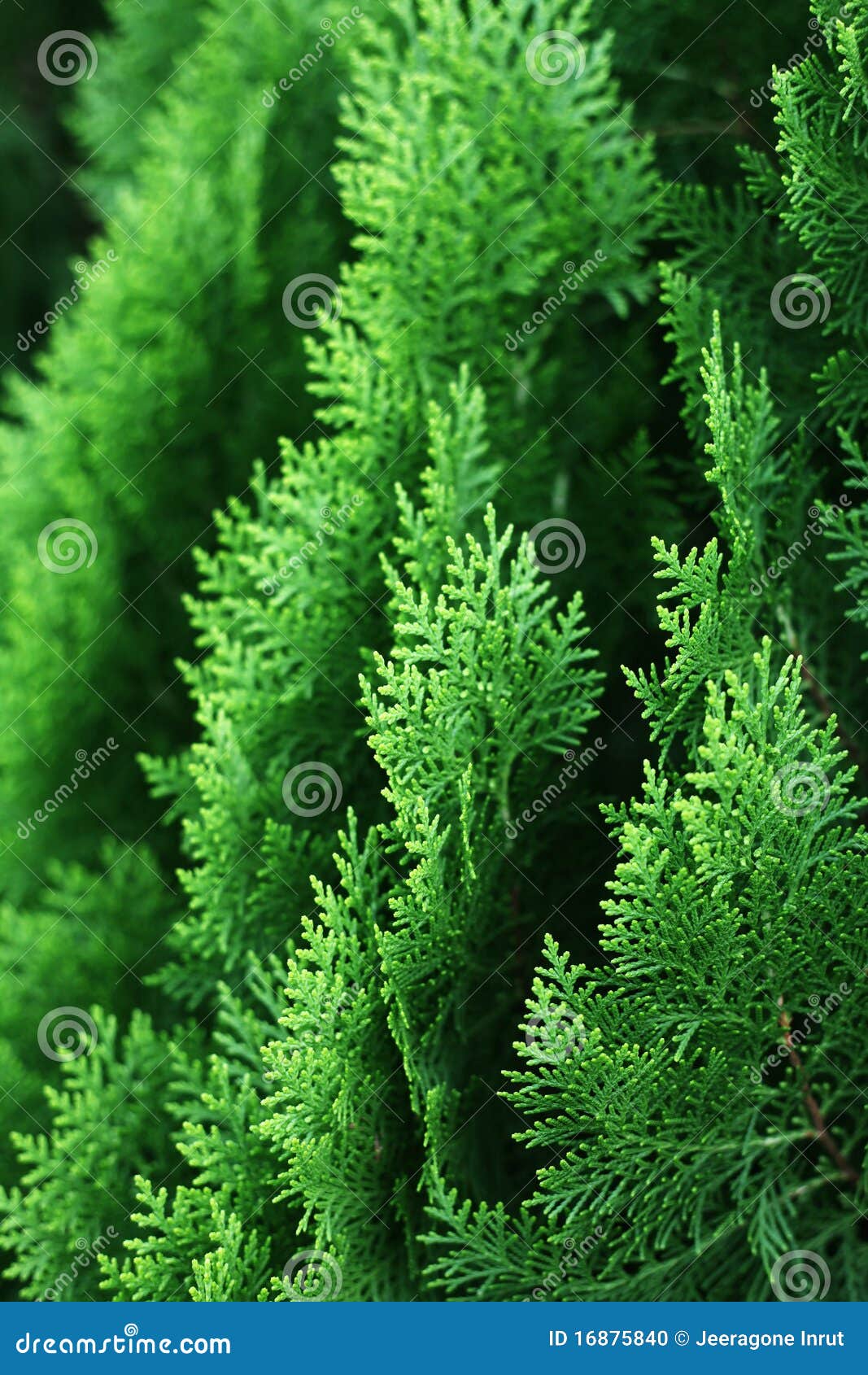 Árbol de Cypress foto de archivo. Imagen de backyard - 16875840