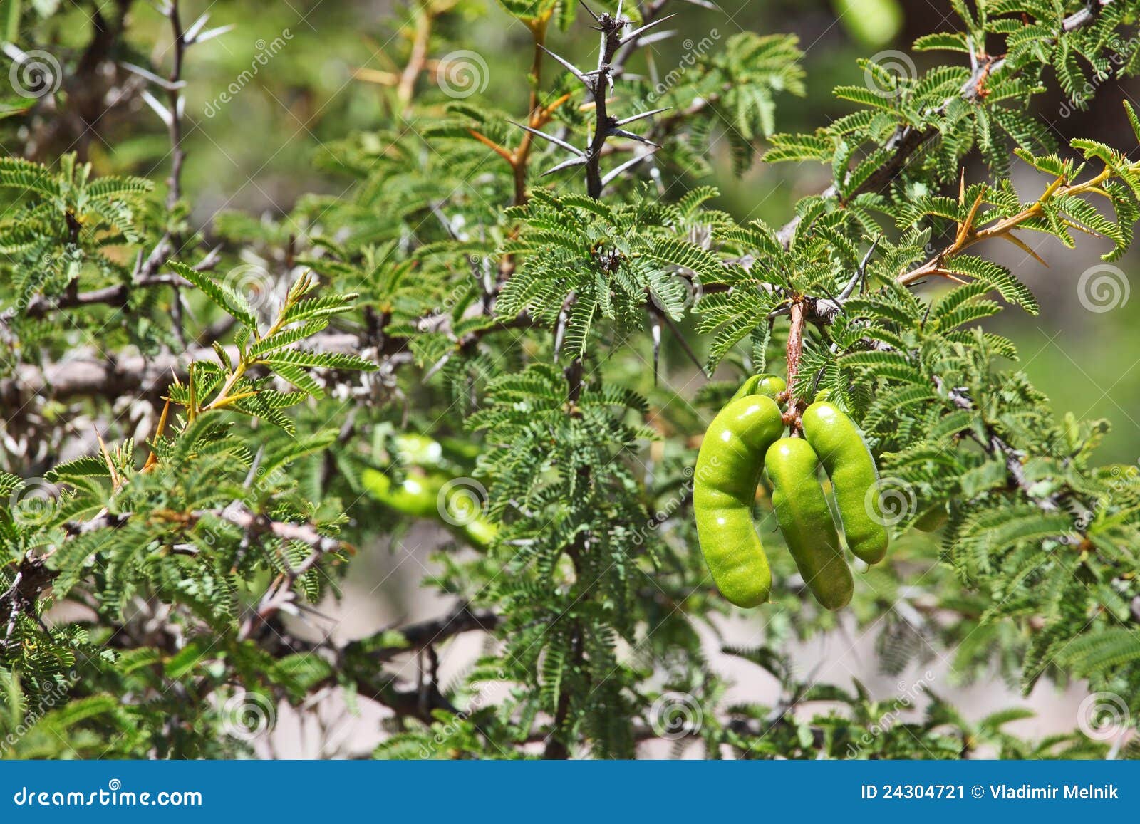 Árbol De Espinillo (el Acacia Caven) Imagen de archivo - Imagen de ...
