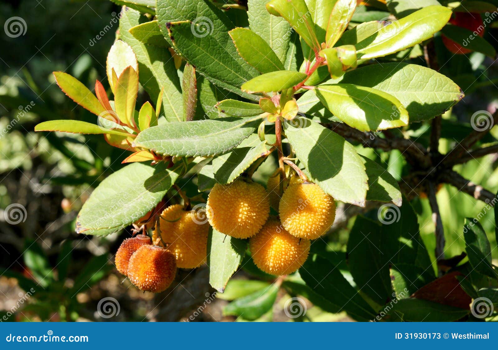 Árbol De Fresa Fotos de archivo - Imagen: 31930173