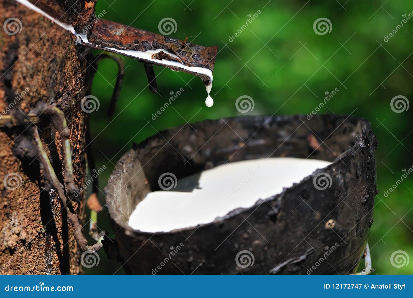 Árbol de goma imagen de archivo. Imagen de producto, savia - 12172747