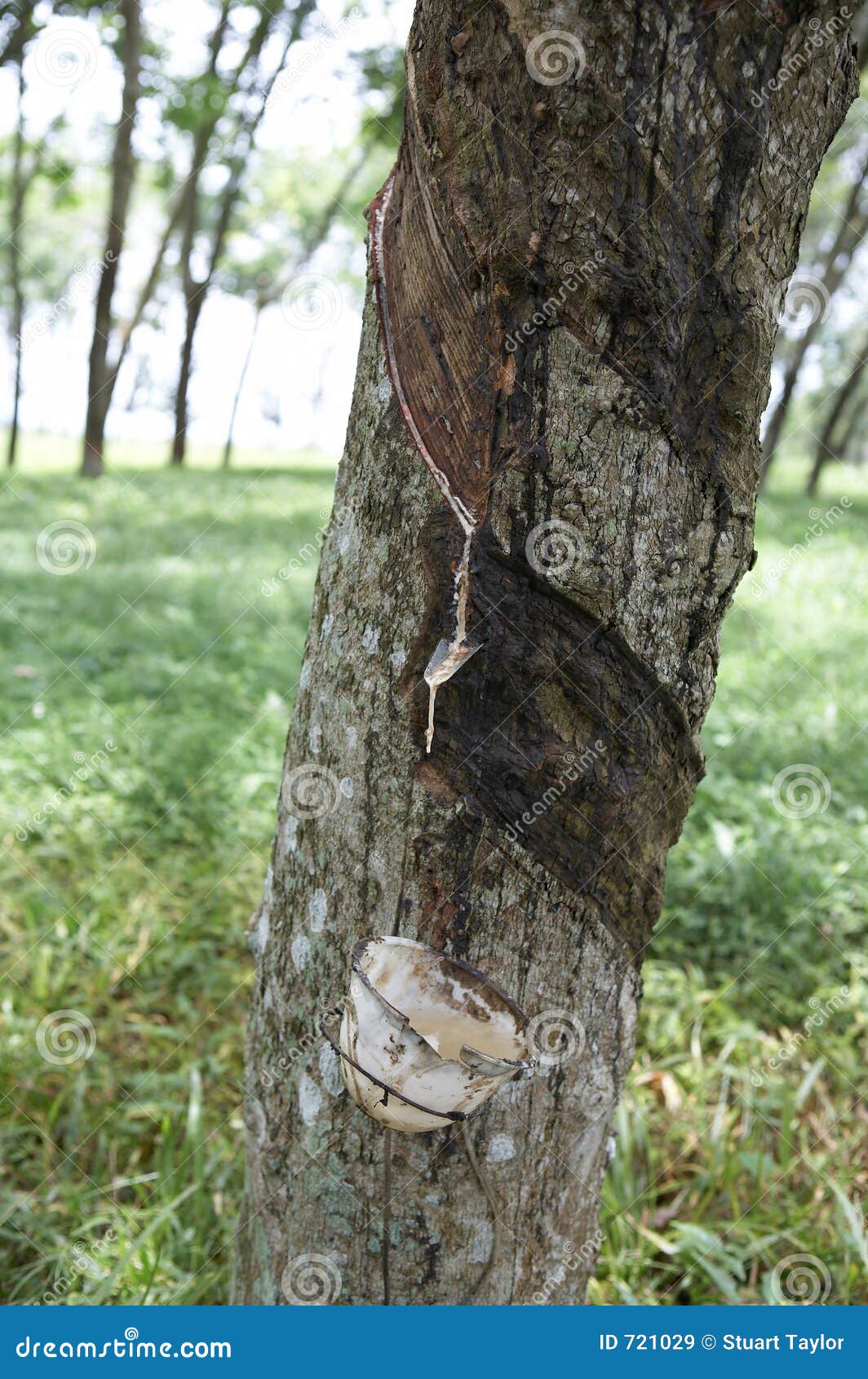 Árbol de goma imagen de archivo. Imagen de selva, caucho - 721029