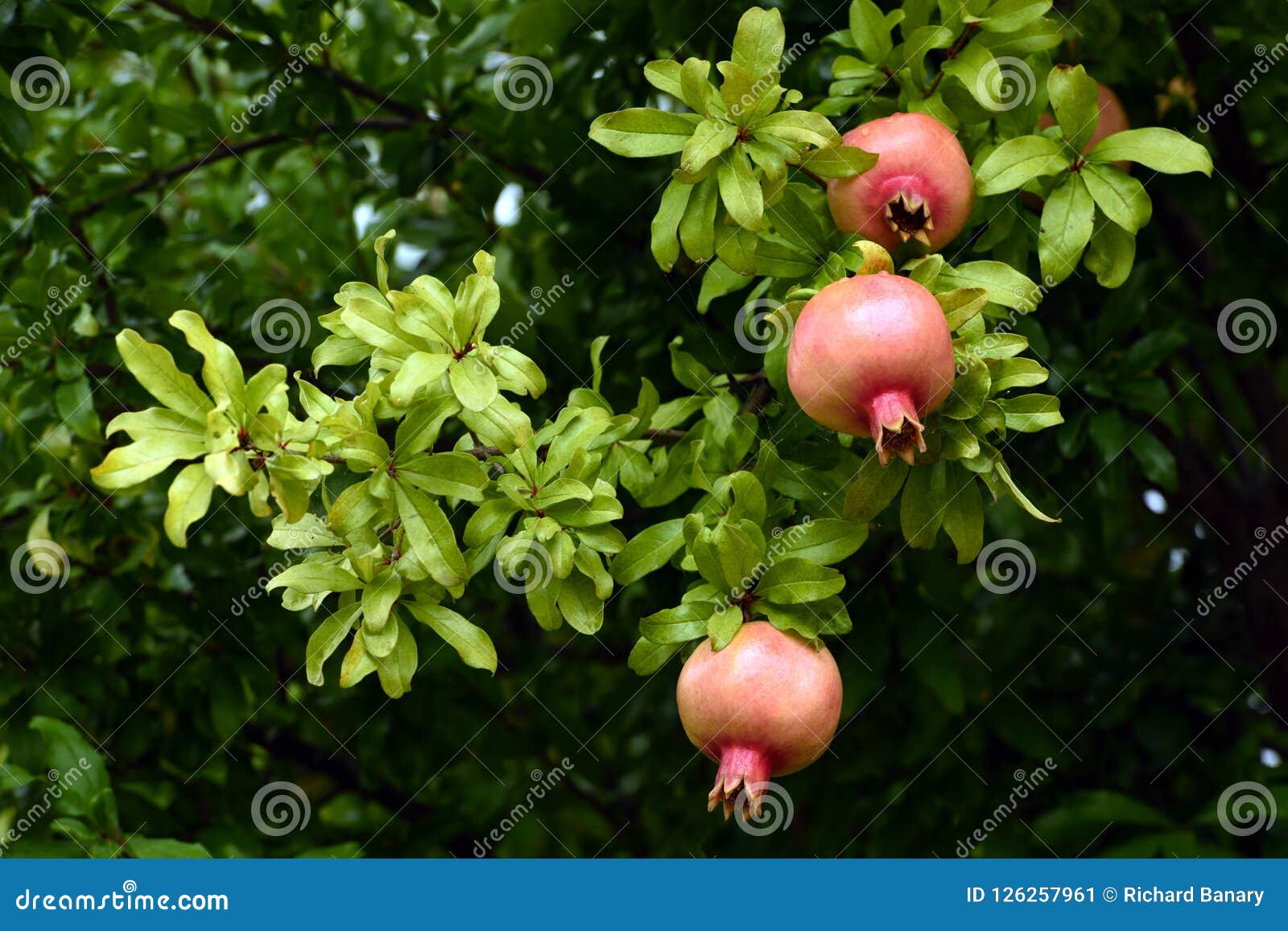 Árbol De Granada, Toscana, Italia Imagen de archivo - Imagen de granada ...