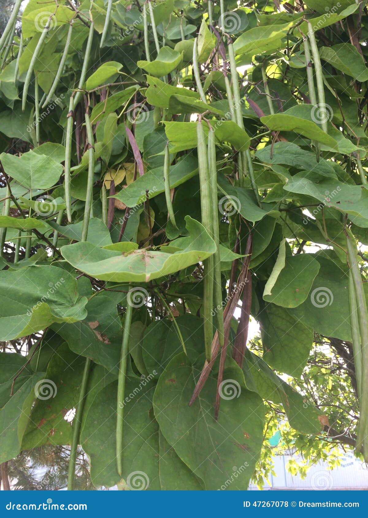 Árbol de haba foto de archivo. Imagen de vainas, crecimiento - 47267078