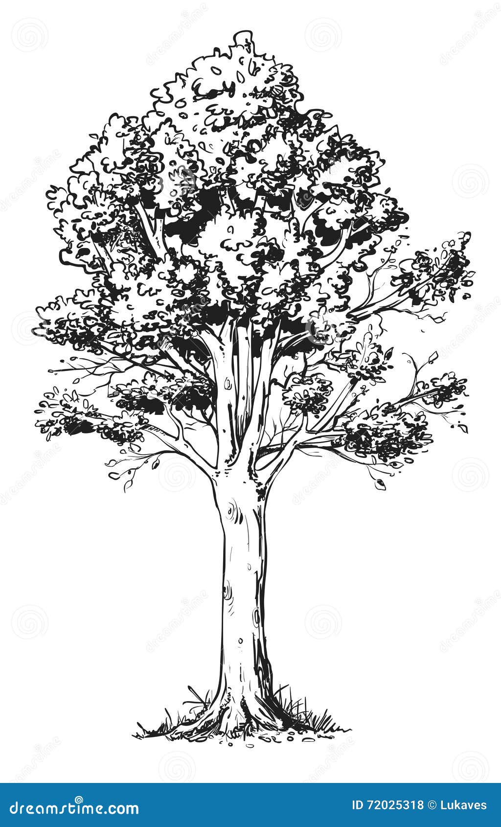 Árbol de haya ilustración del vector. Ilustración de resorte - 72025318