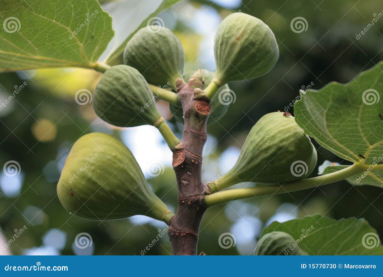 Árbol de higo foto de archivo. Imagen de verano, higo - 15770730