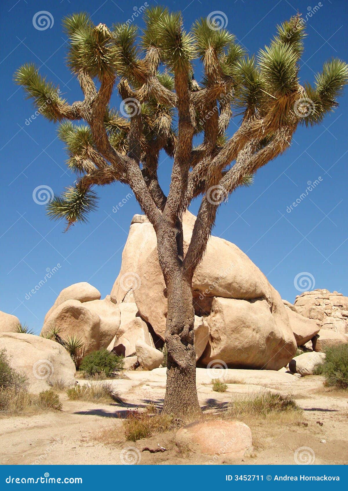 Árbol de Joshua imagen de archivo. Imagen de joshua, sudoeste - 3452711
