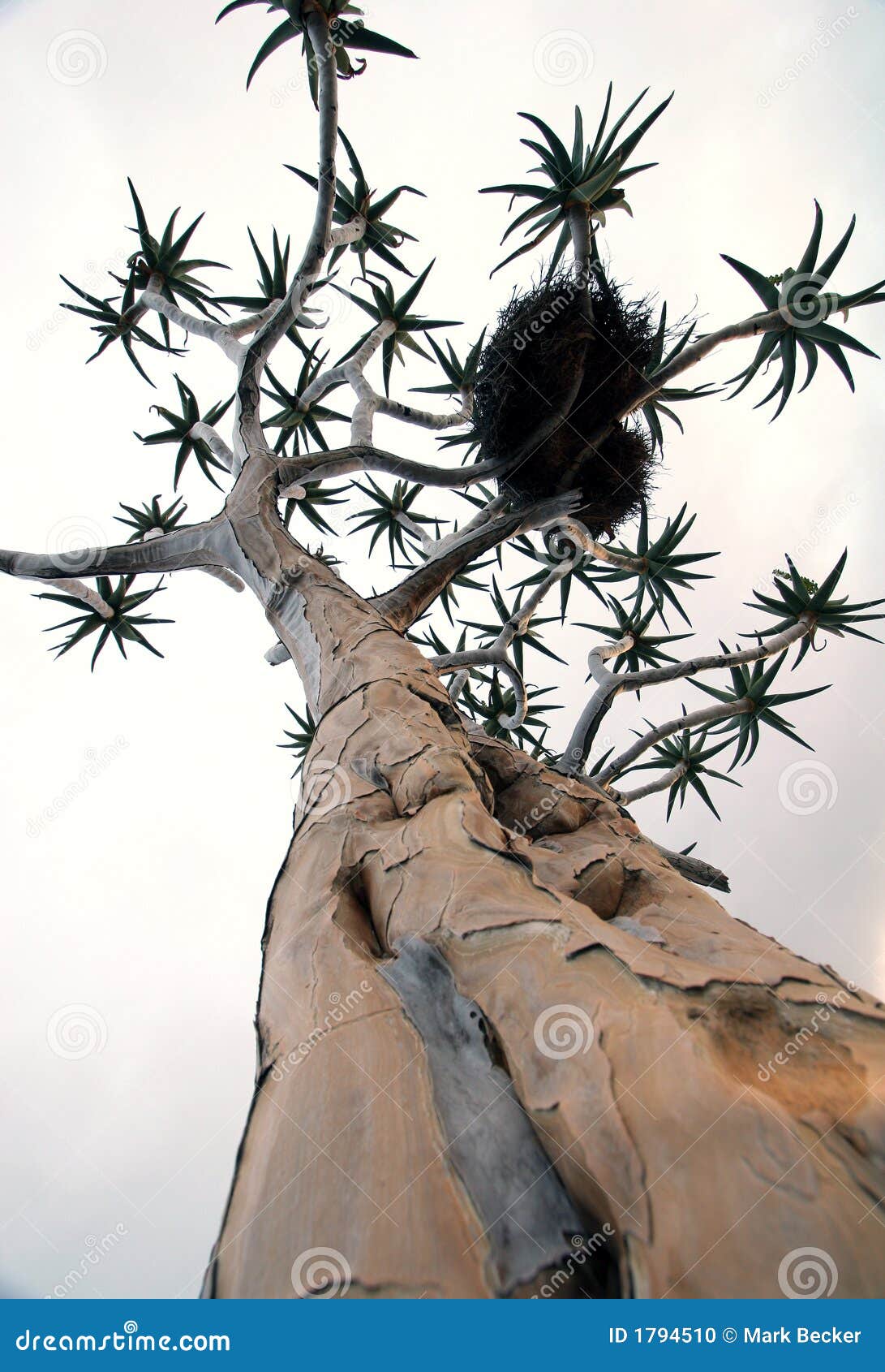 Árbol de Kokerboom foto de archivo. Imagen de aljaba, seco - 1794510