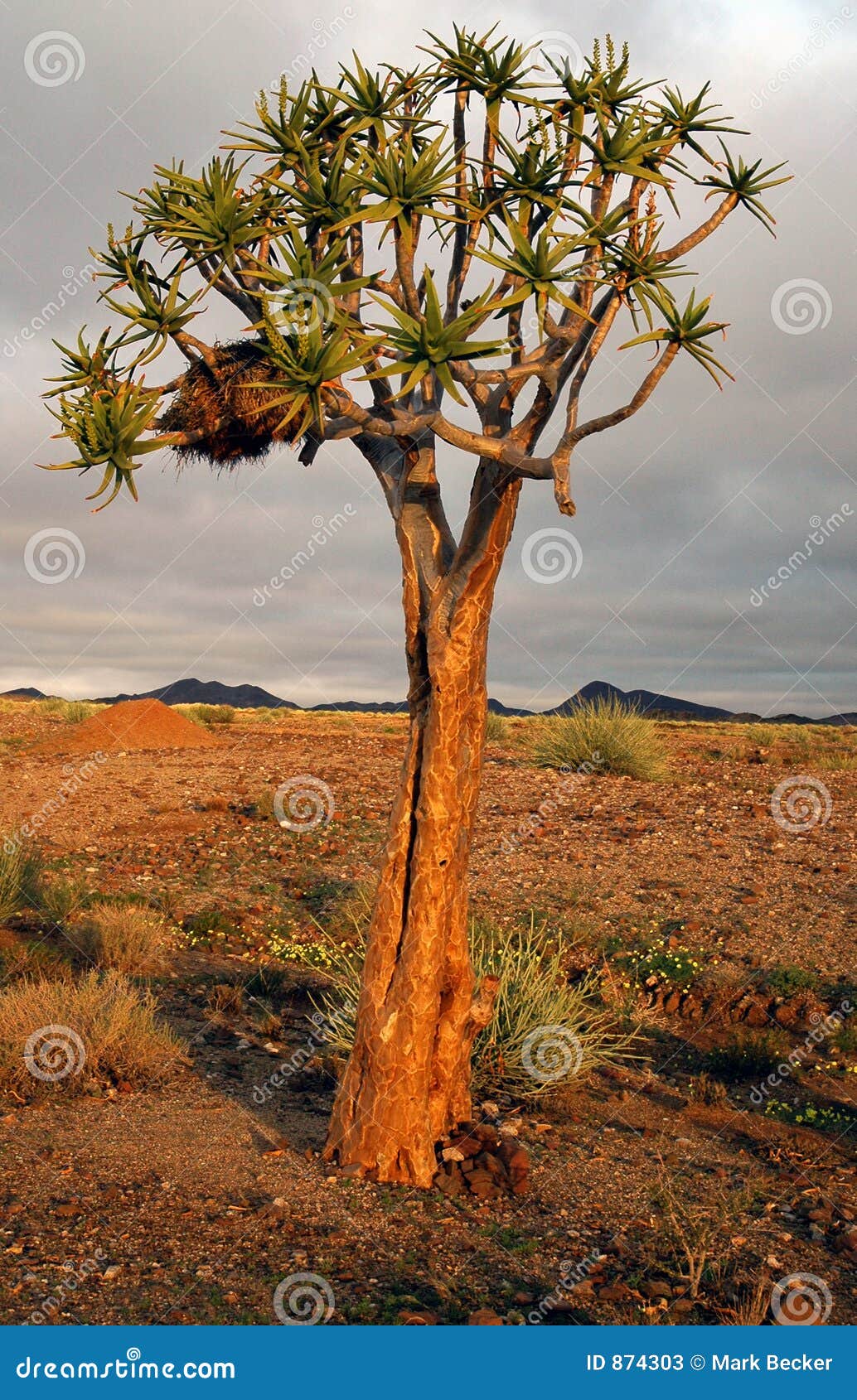 Árbol de Kokerboom imagen de archivo. Imagen de suculentos - 874303