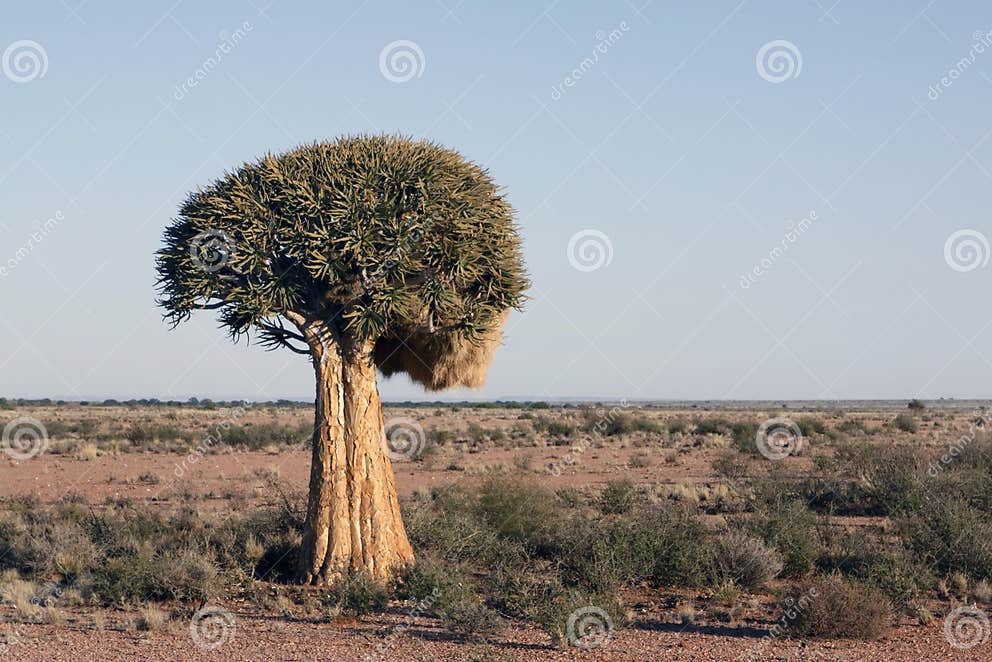 Árbol de la aljaba imagen de archivo. Imagen de turismo - 12965035