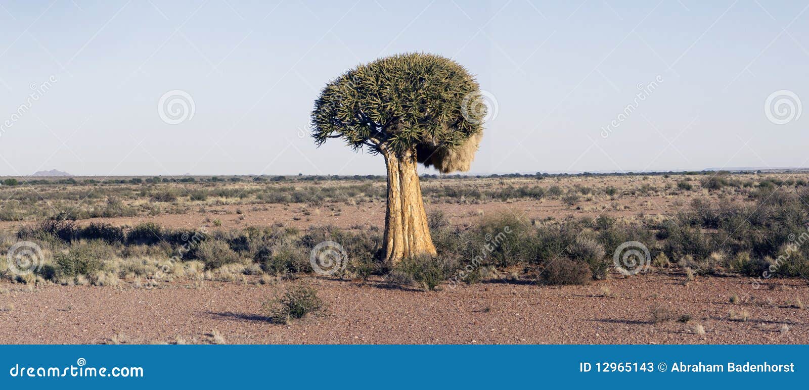 Árbol de la aljaba imagen de archivo. Imagen de cabo - 12965143
