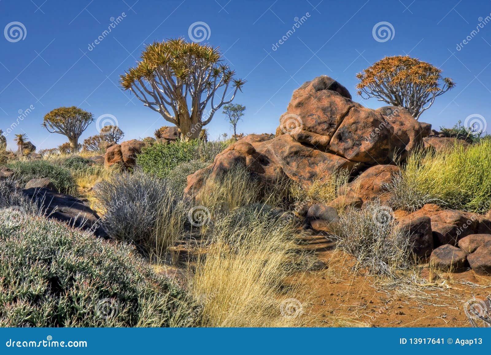 Árbol de la aljaba imagen de archivo. Imagen de paisaje - 13917641