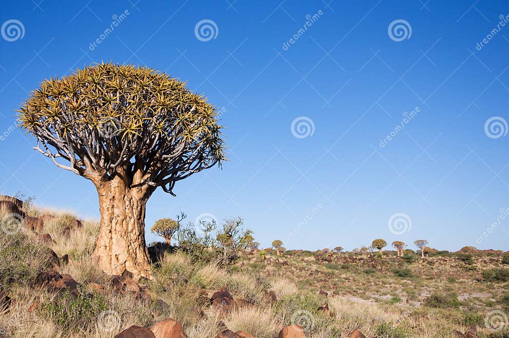 Árbol de la aljaba foto de archivo. Imagen de paisaje - 24055214