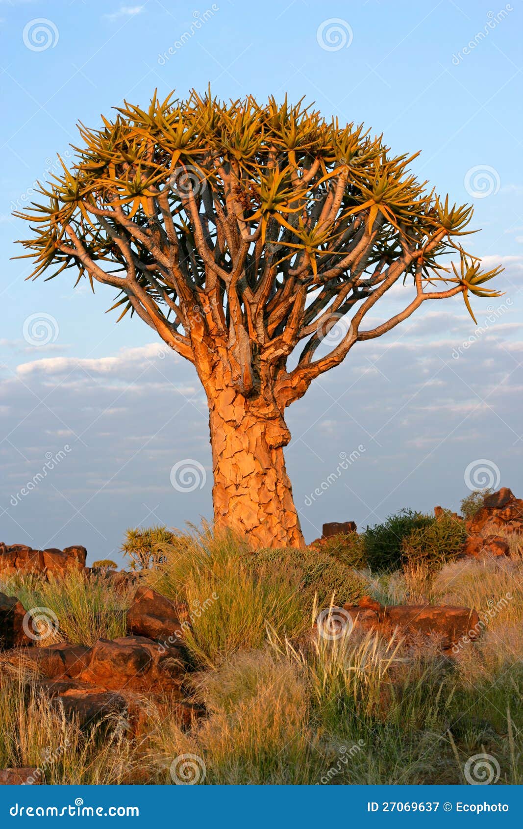 Árbol de la aljaba imagen de archivo. Imagen de cielo - 27069637
