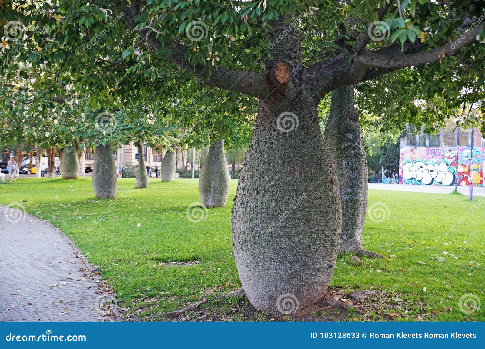 Árbol de la botella imagen de archivo. Imagen de ecosistema - 103128633