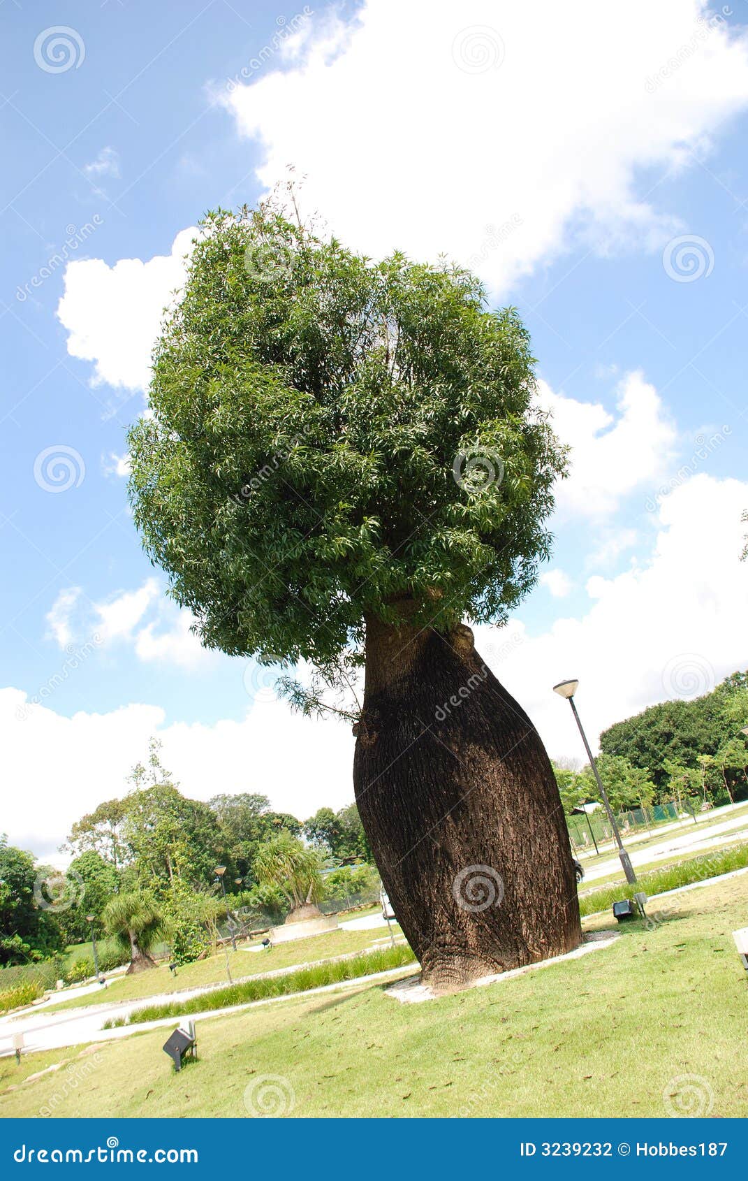Árbol de la botella foto de archivo. Imagen de silueta - 3239232