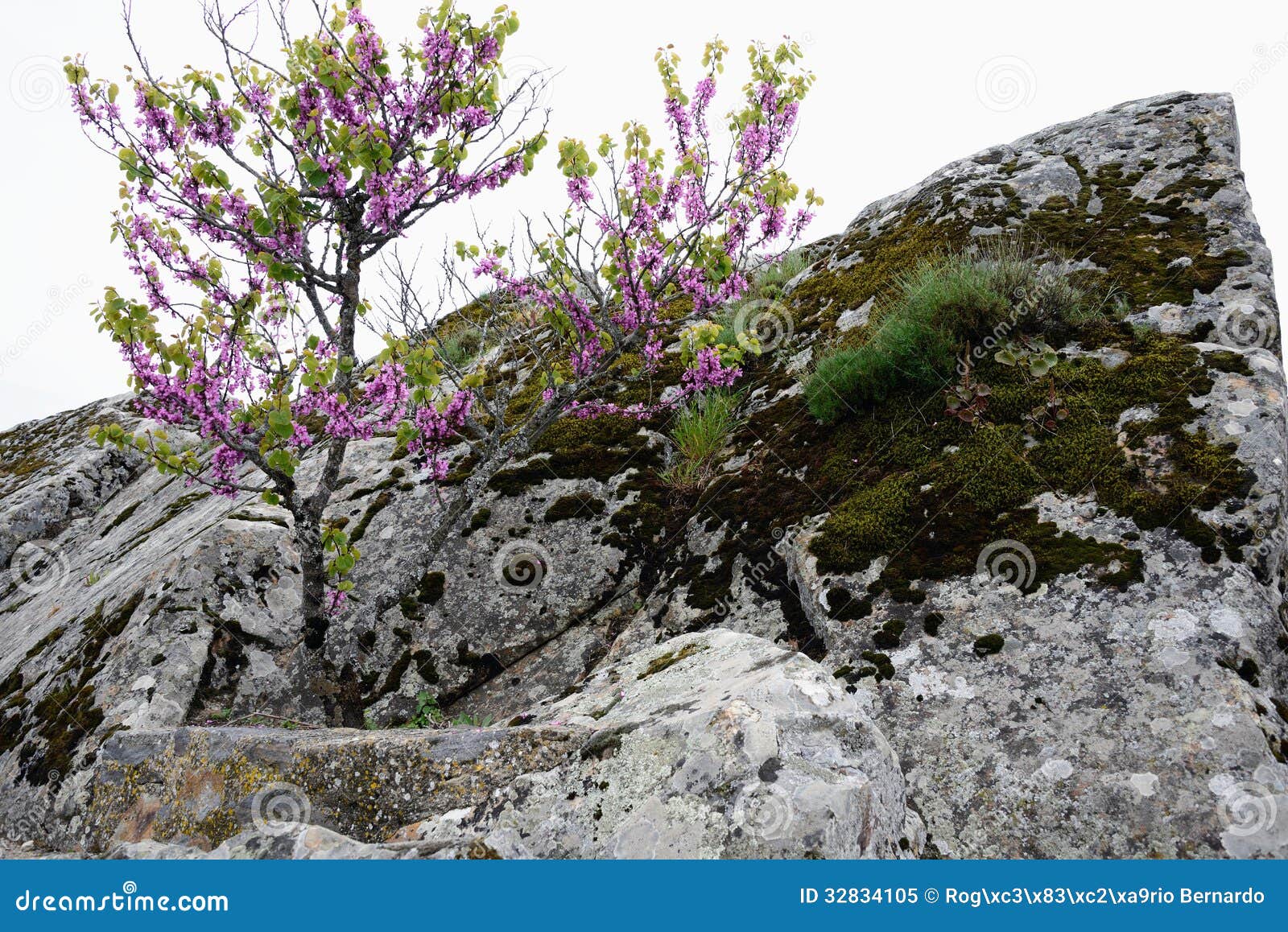 Árbol de la lila imagen de archivo. Imagen de flor, descubierto - 32834105