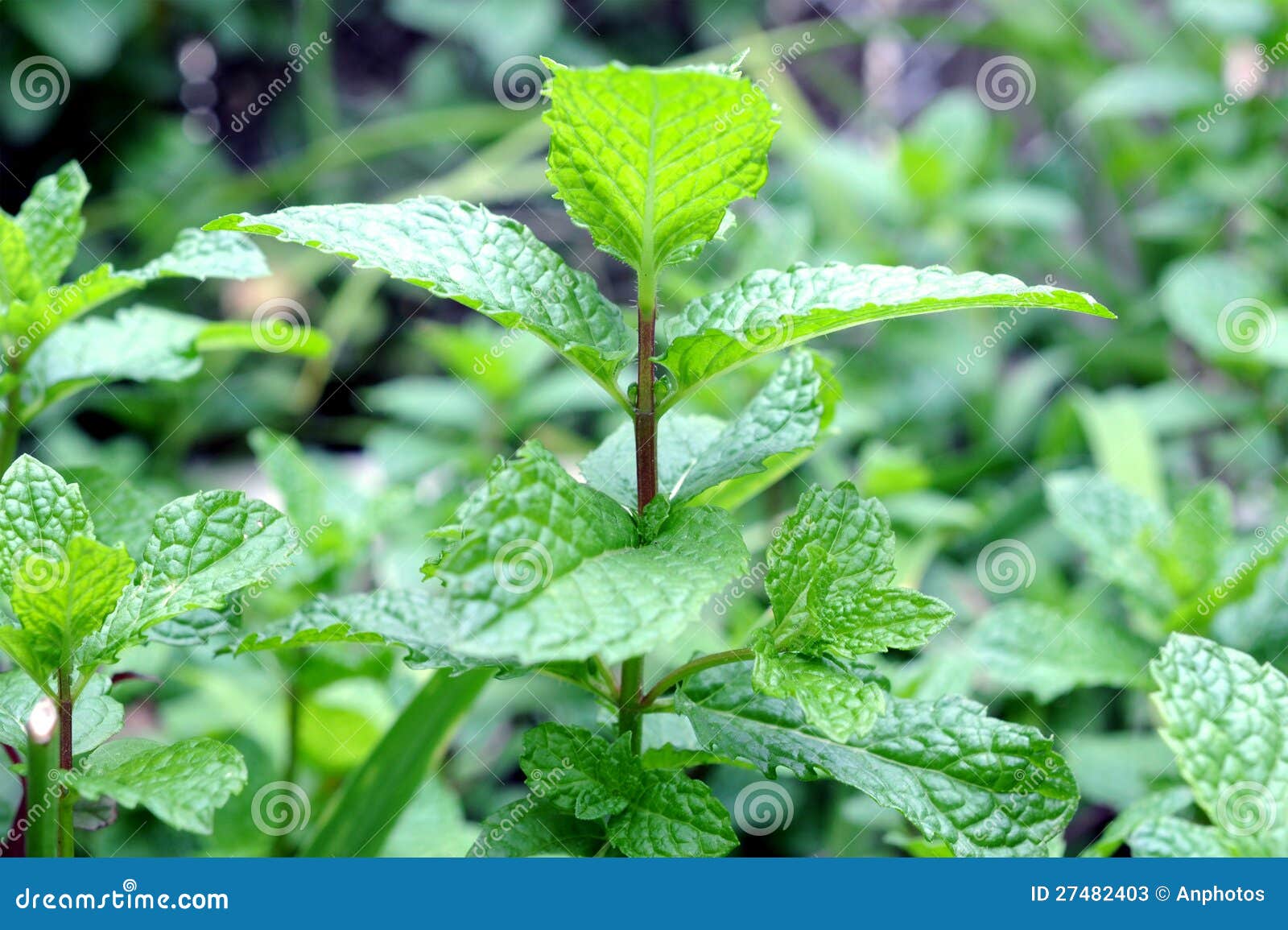 Árbol de la menta imagen de archivo. Imagen de hoja, mentol - 27482403