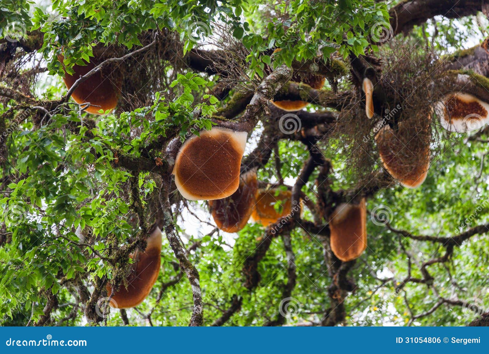 Árbol de la miel foto de archivo. Imagen de panal, insectos - 31054806