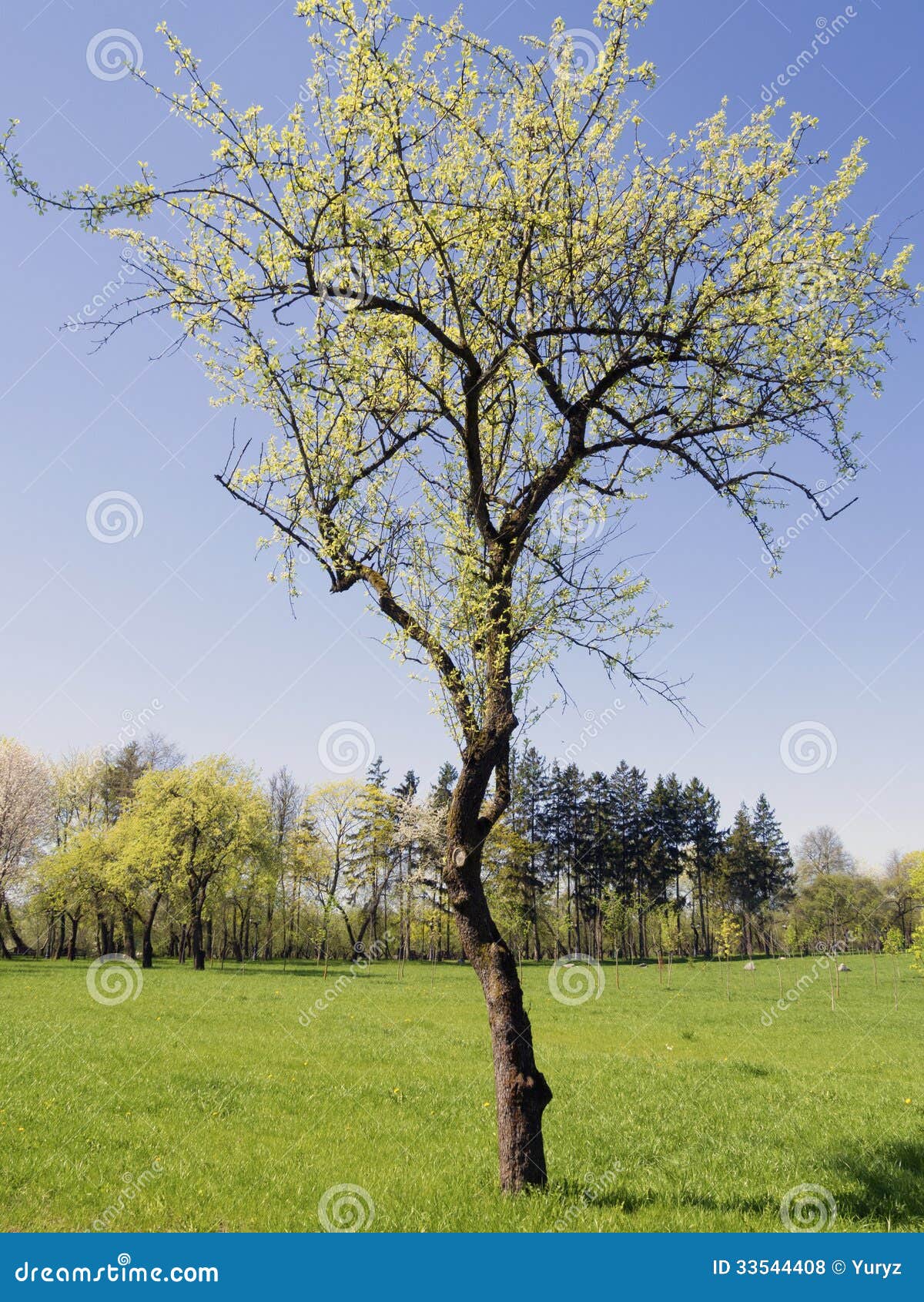 Árbol de la primavera foto de archivo. Imagen de cielo - 33544408