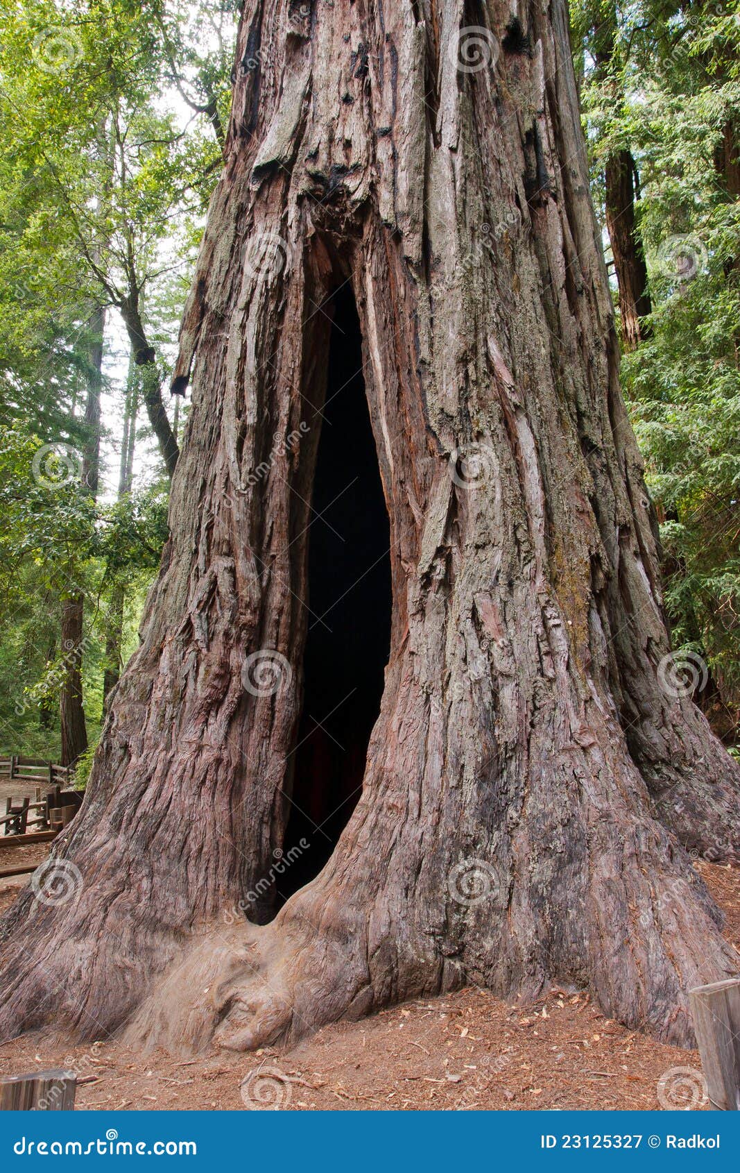 Árbol de la secoya imagen de archivo. Imagen de registro - 23125327