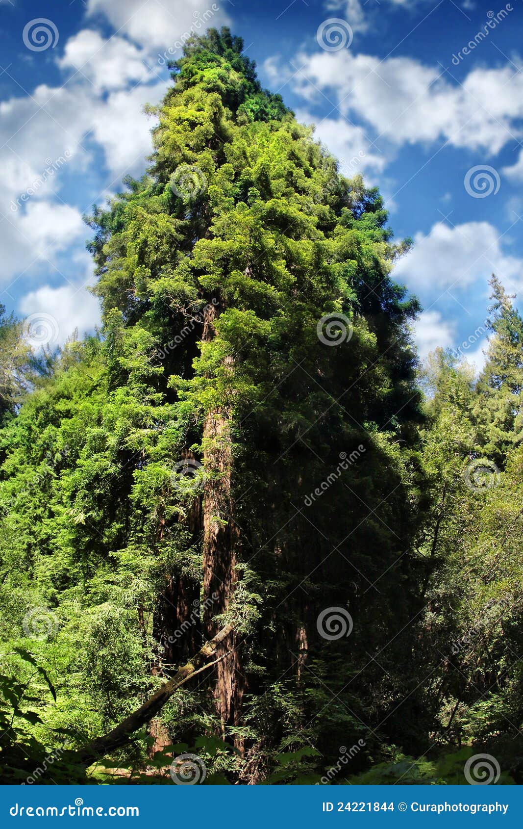 Árbol de la secoya foto de archivo. Imagen de paisaje - 24221844