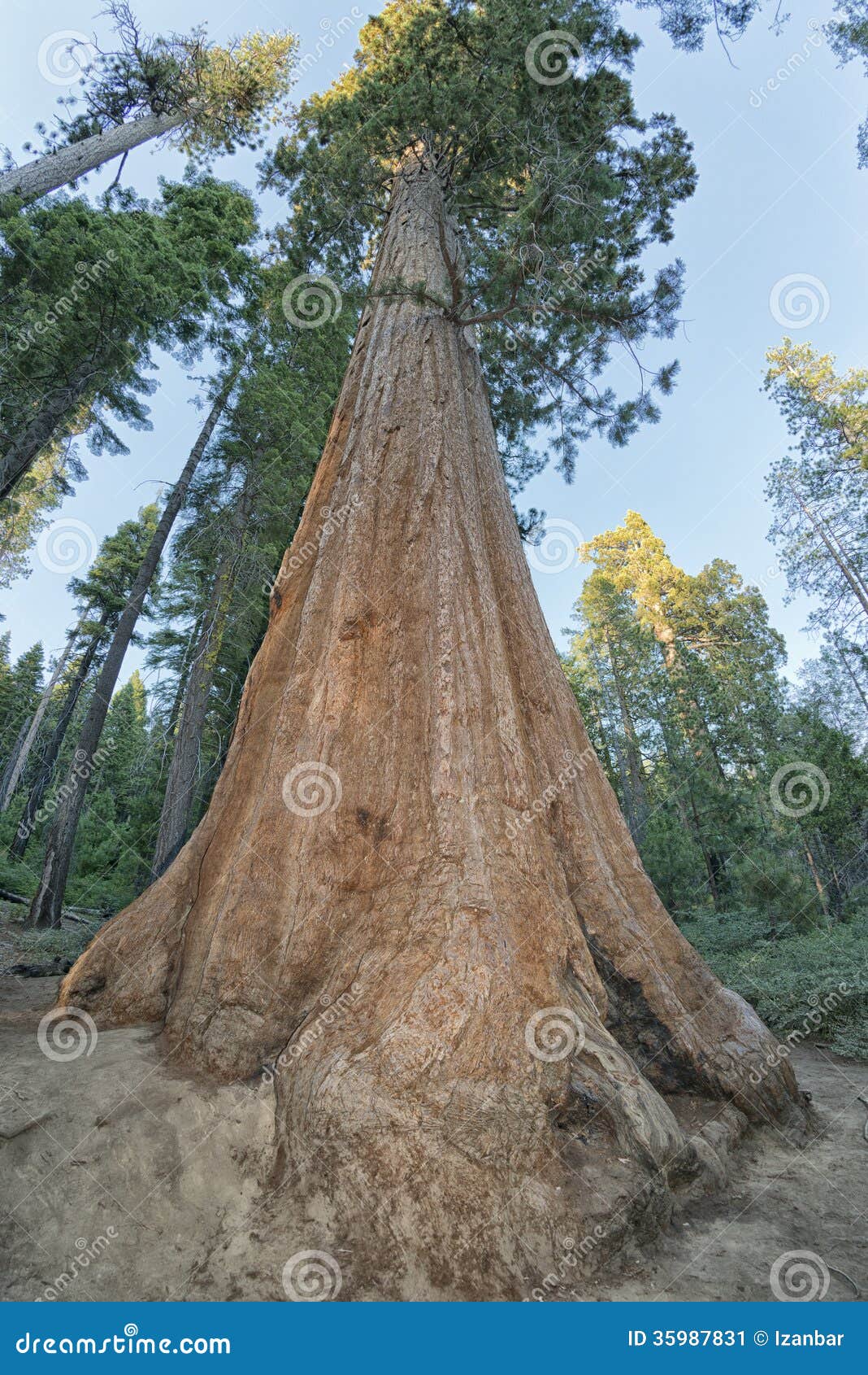 Árbol de la secoya imagen de archivo. Imagen de parque - 35987831