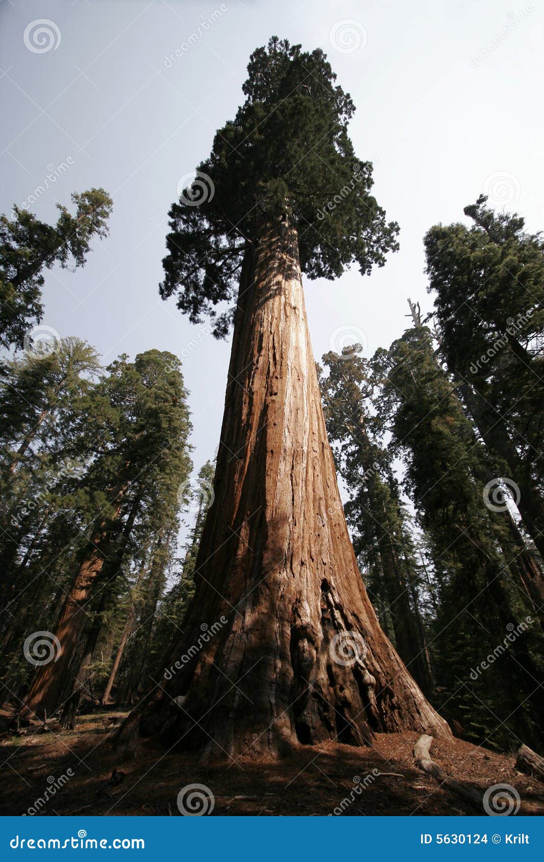 Árbol de la secoya foto de archivo. Imagen de secoya, cono - 5630124